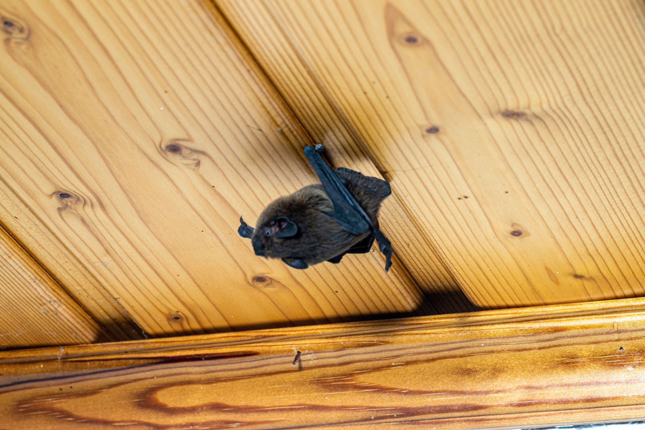 Expert Bat Removal Services in Wisconsin