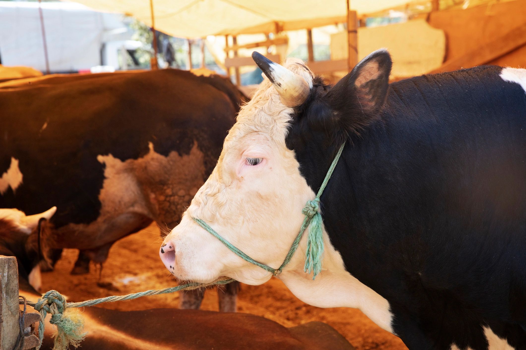 Addison County Commission Sales