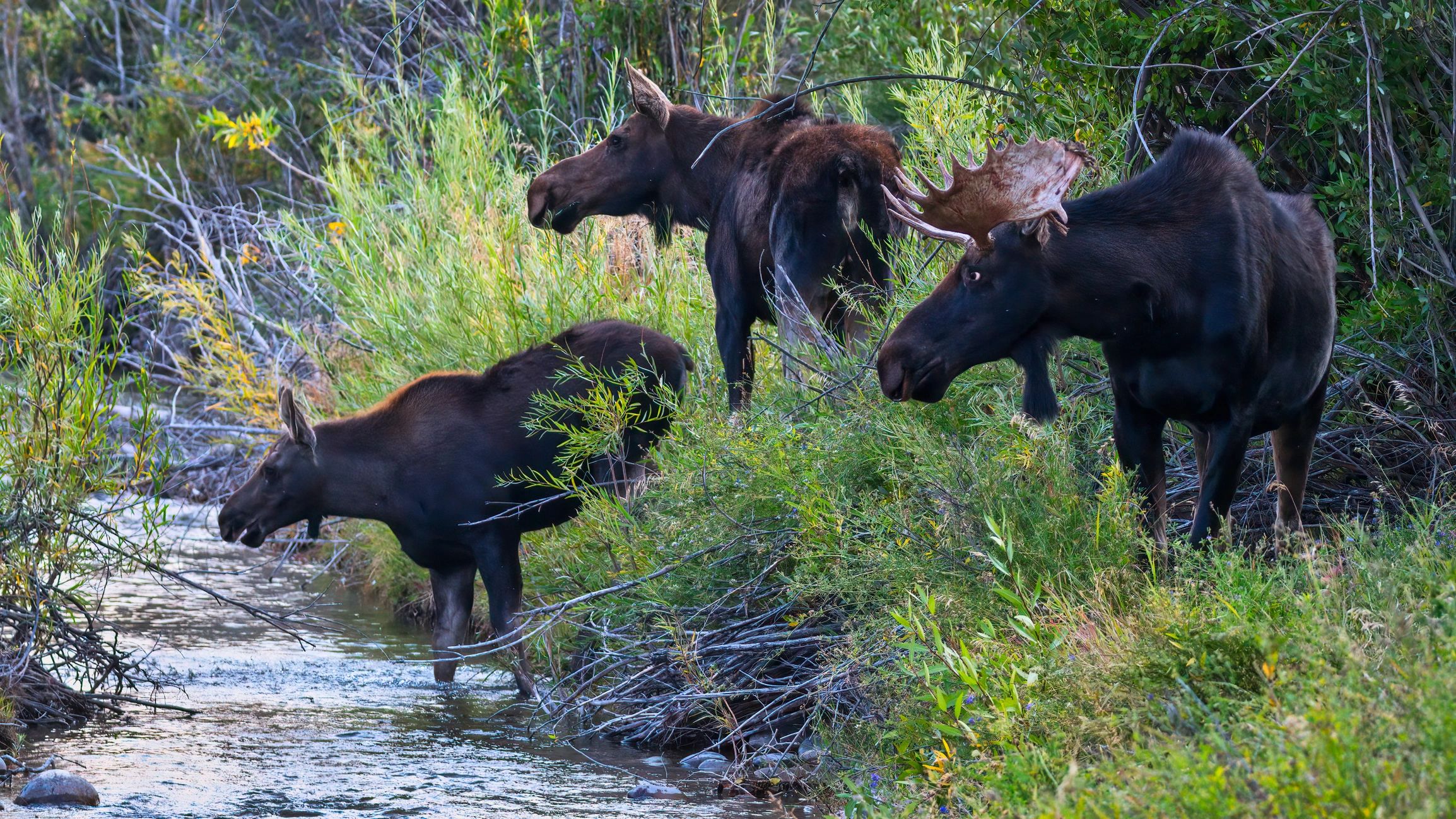 Nassau Moose Lodge 2352