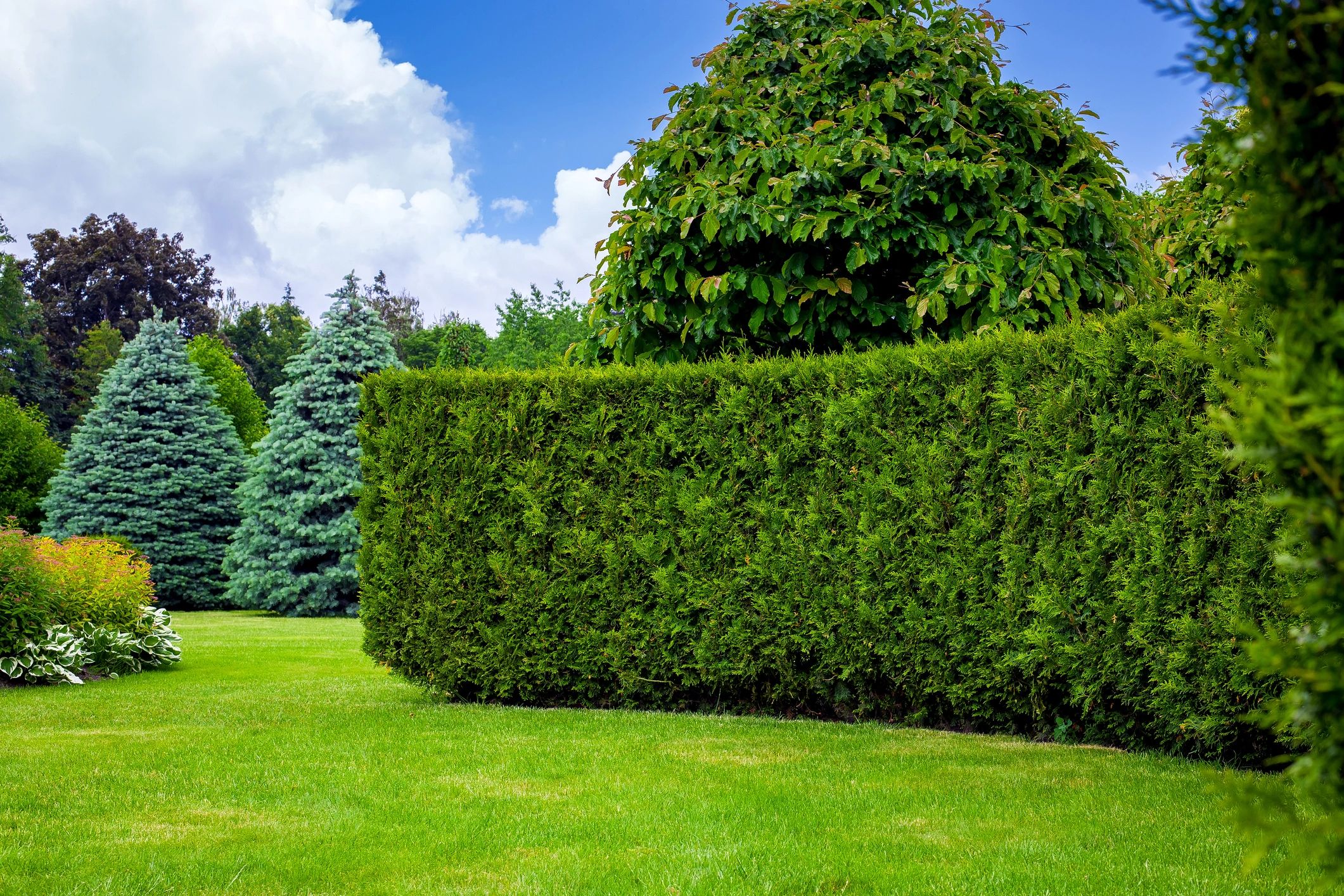 Expert Shrub and Stump Removal in Westlake, Ohio