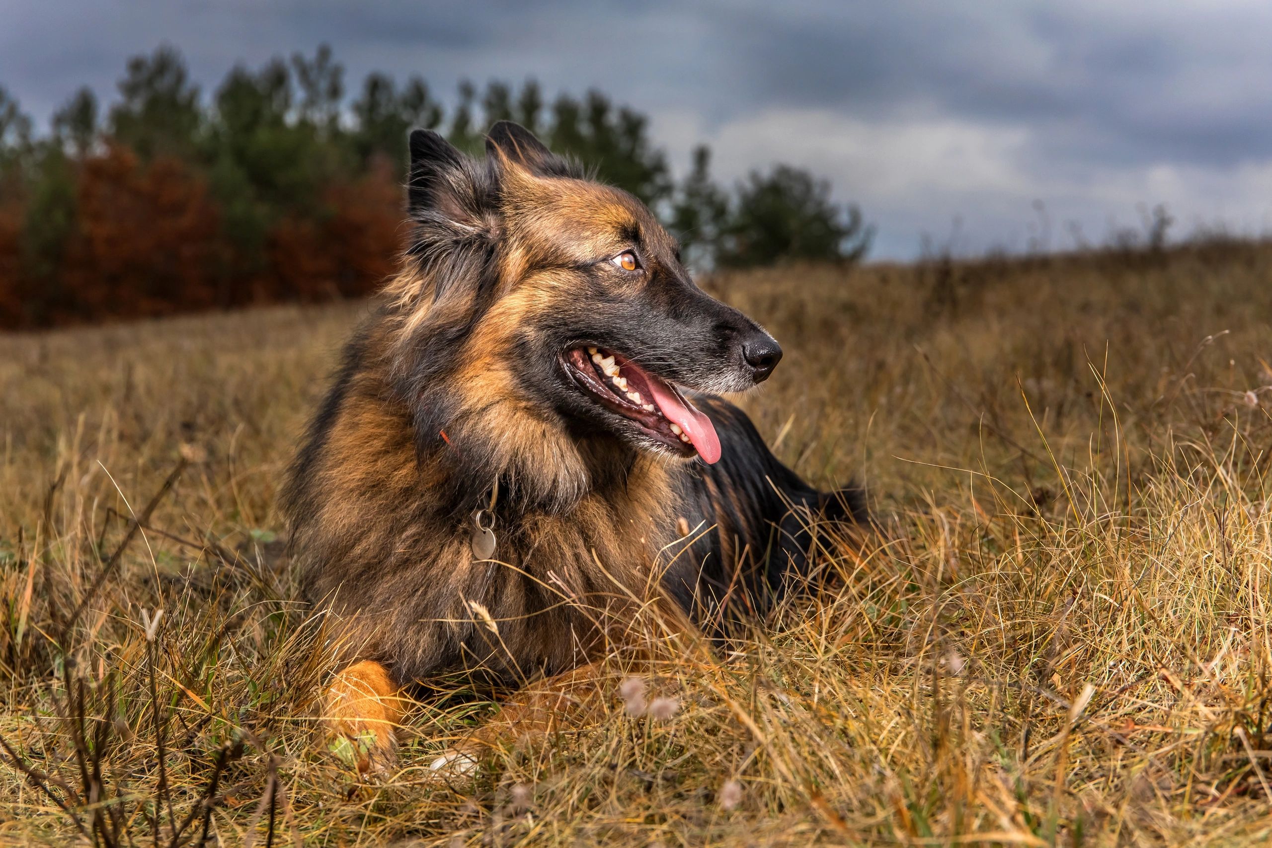 Dog Behaviourist - Animal Behaviour Kent