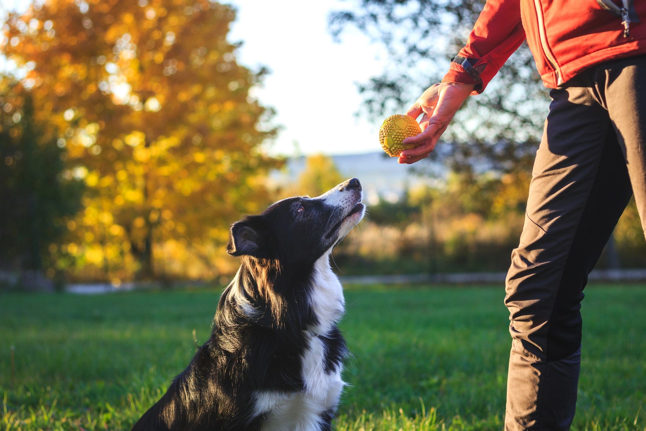 SERVICES | Gentle Leash Dog Training