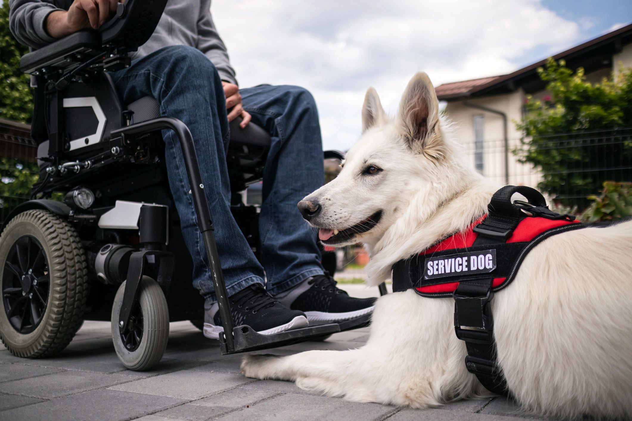 Seizure Alert Dogs