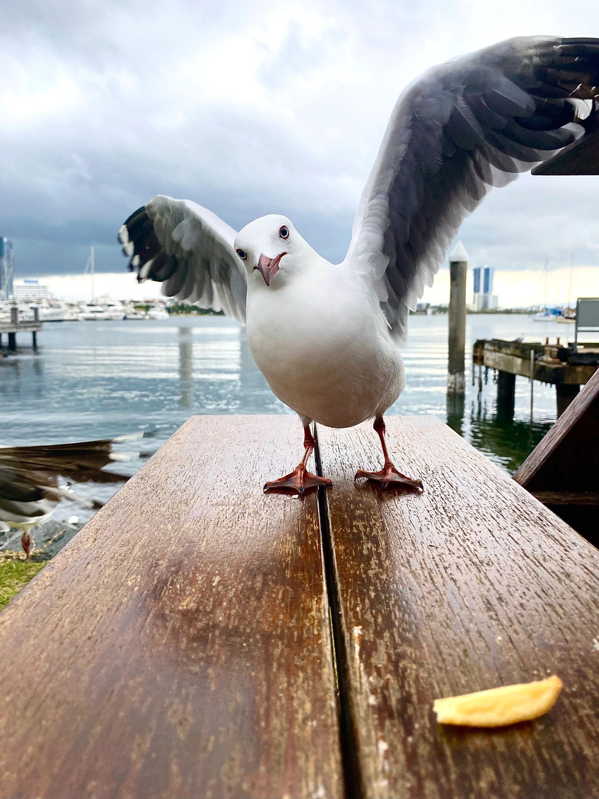 Gull Screeching