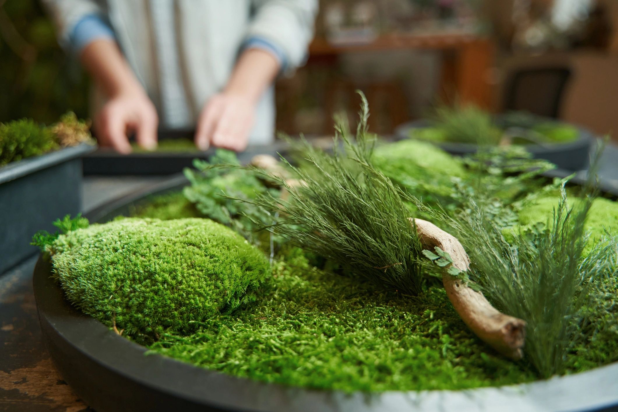 Stunning Moss Art for Your Home & Garden
