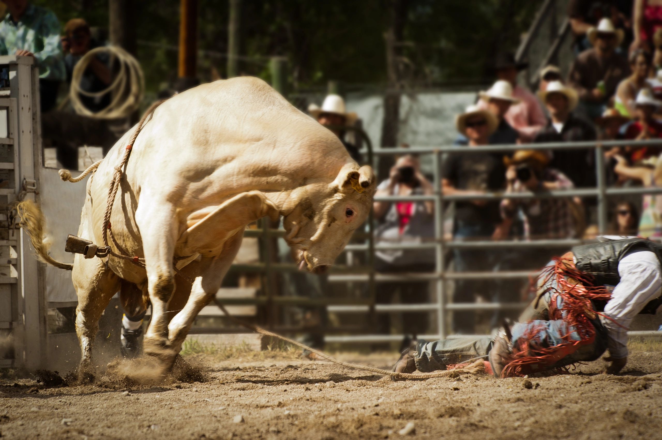 WDTMSPORTS - Bucking Bull Series, Sports Streaming, Bull Riding Event