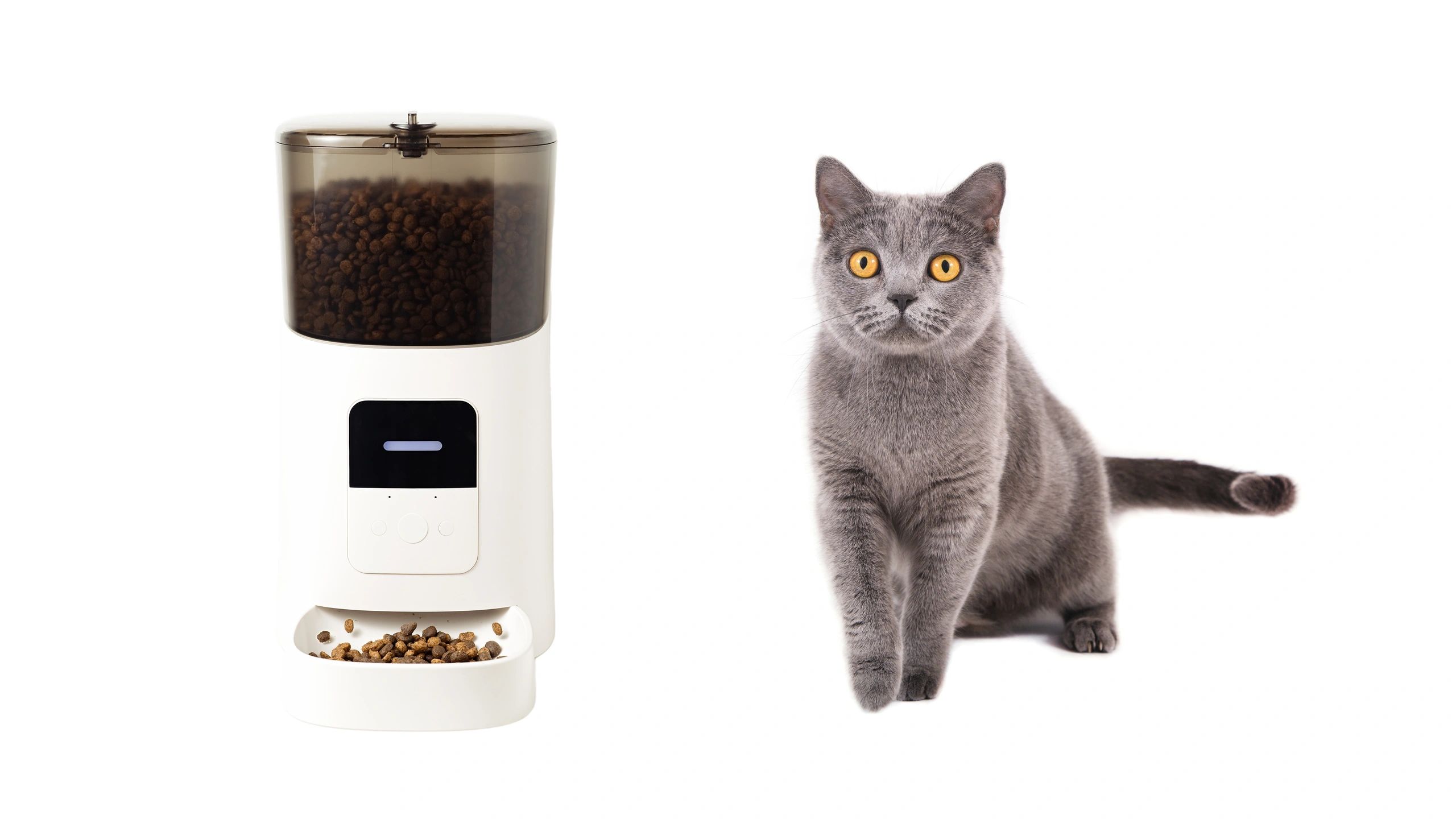 Quantum Meowtrix
