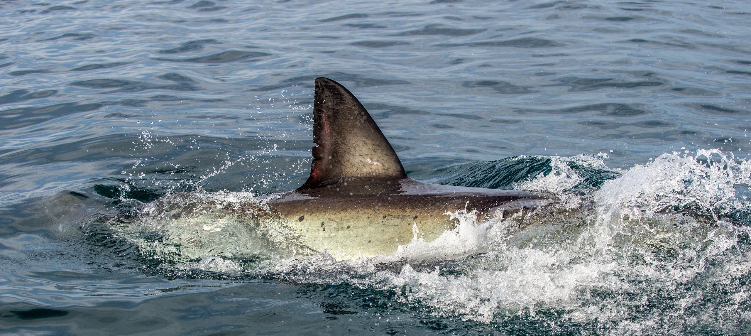 One Ocean Shark Research