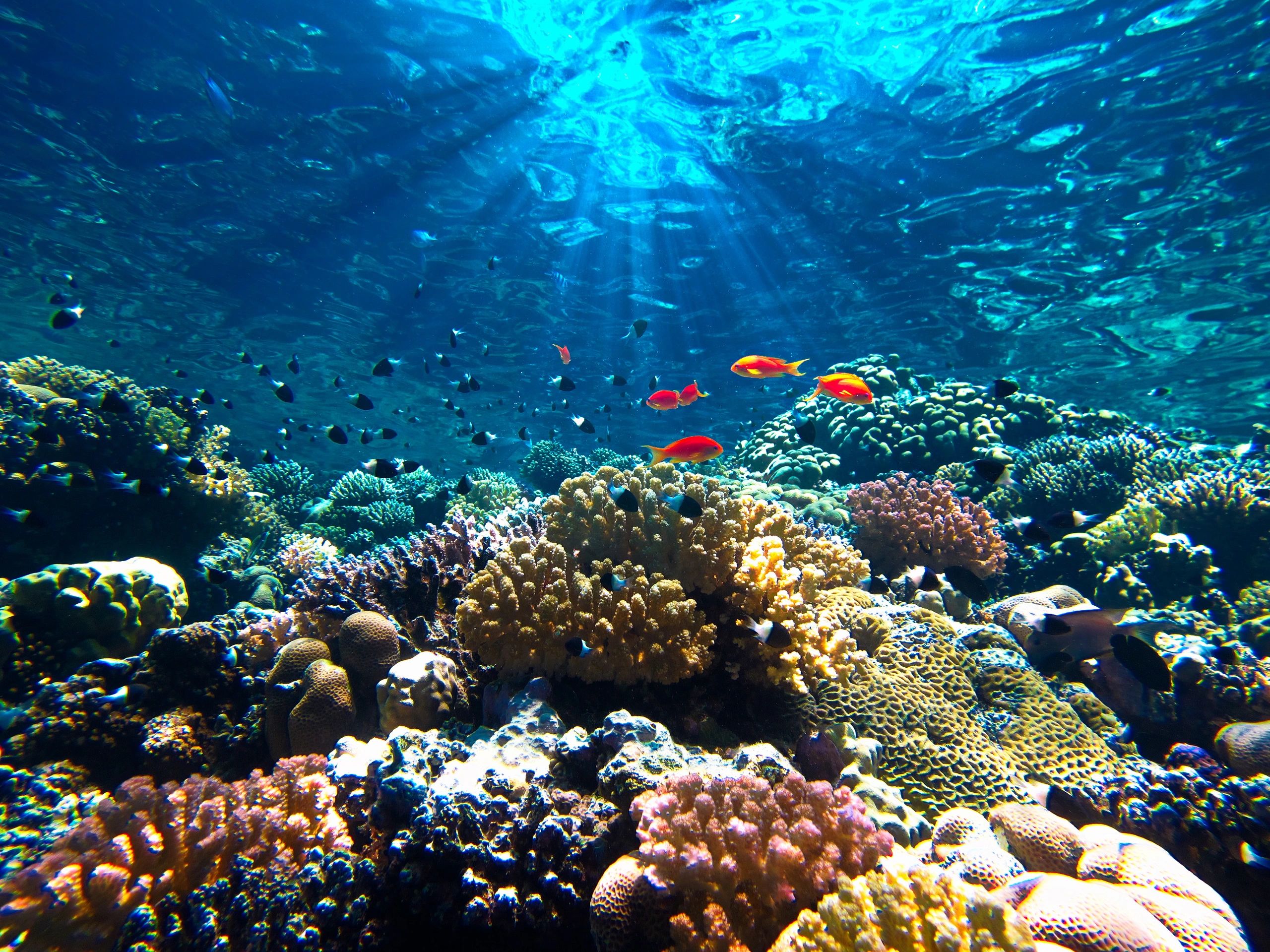 Aries Aquatics