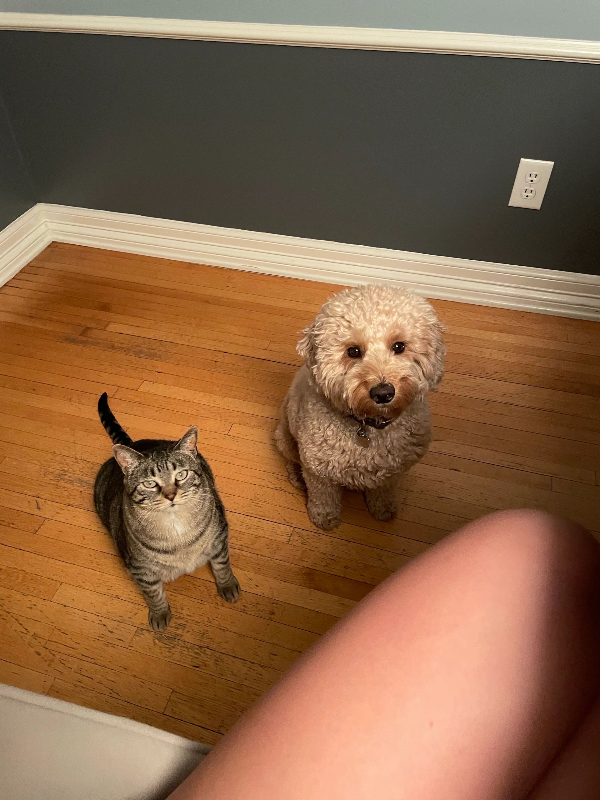 Fur-Priority: Dog Walks & Petcare Services