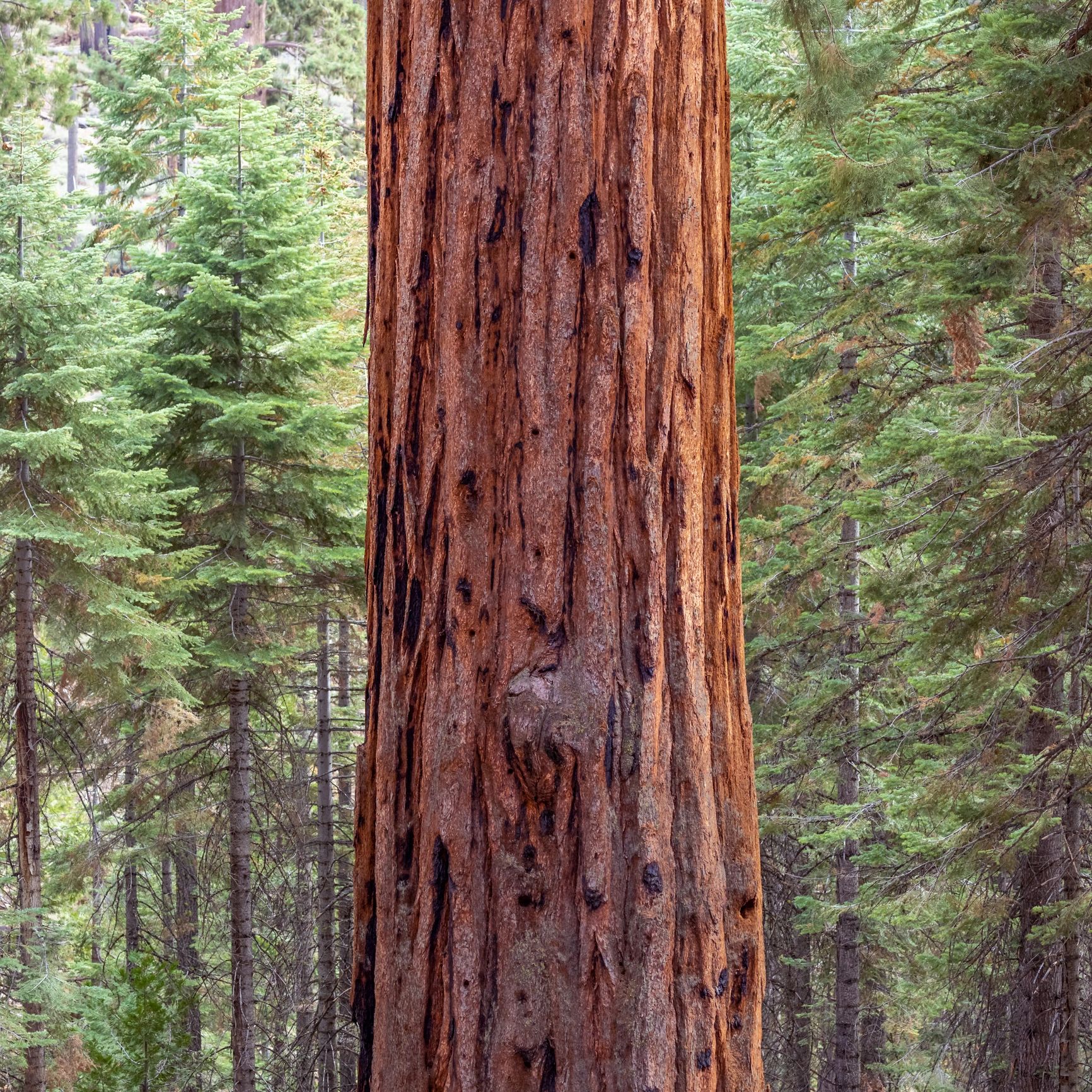 Sequoia Villages