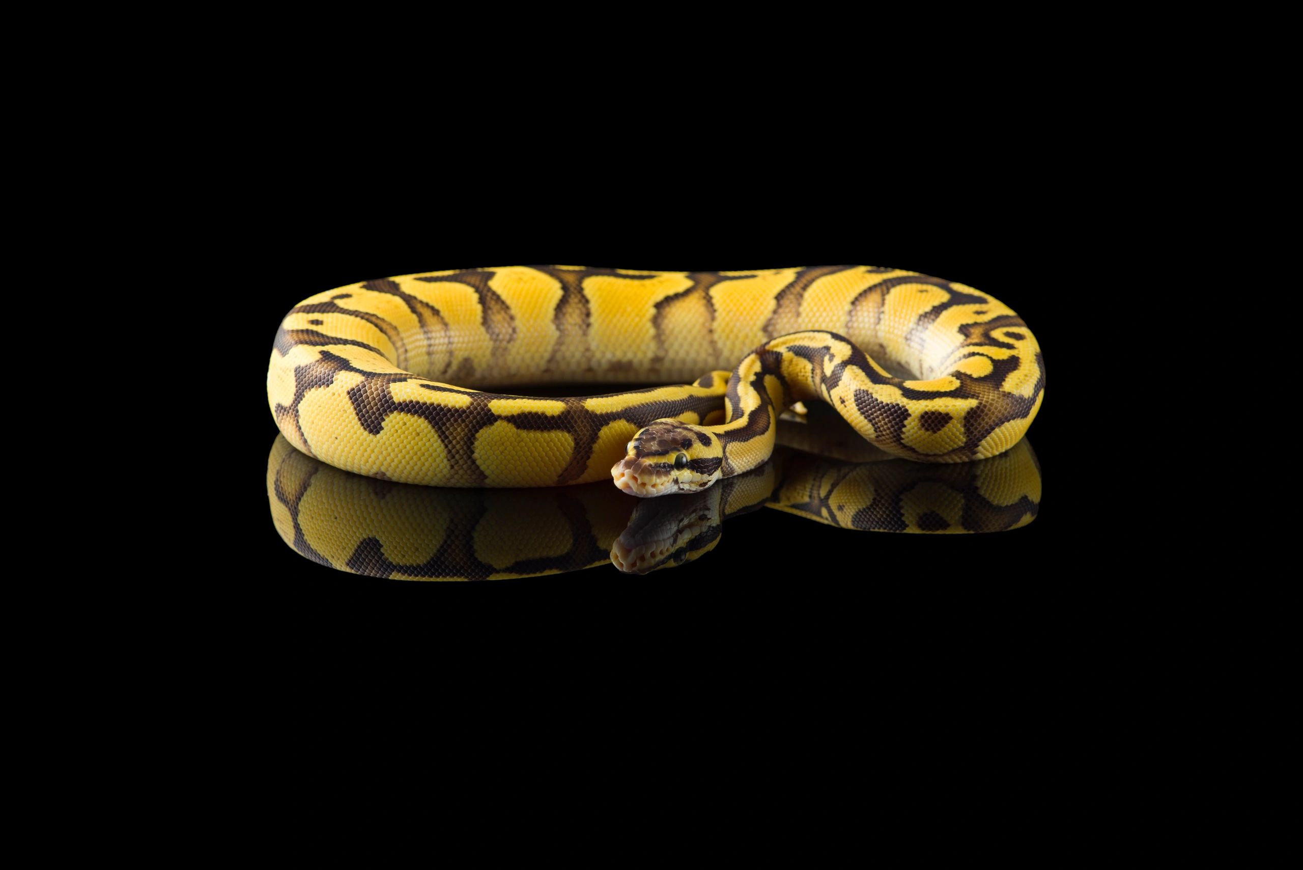 Quality Ball Pythons for Sale - Champion Pythons