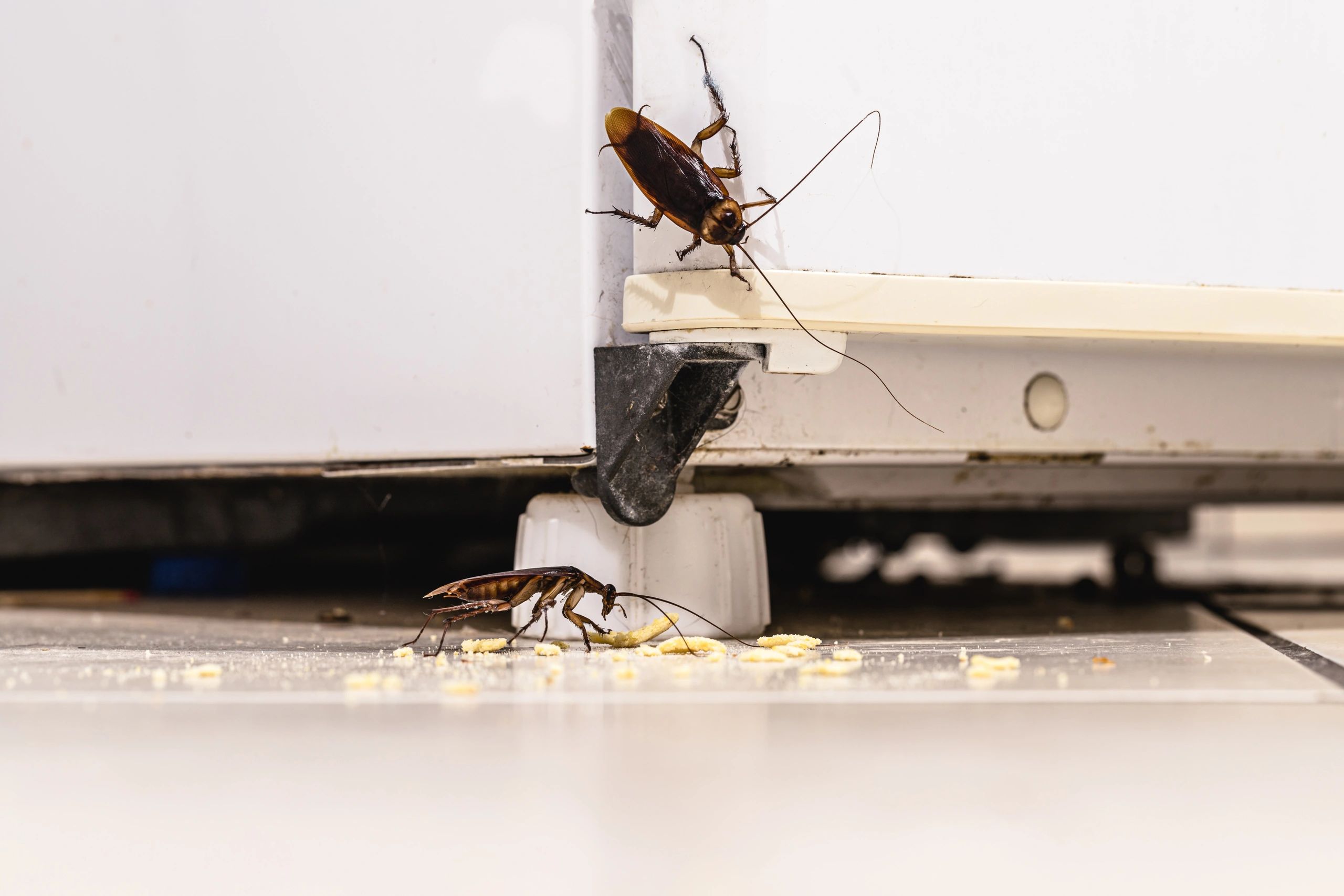 Hydrogen Pest Control