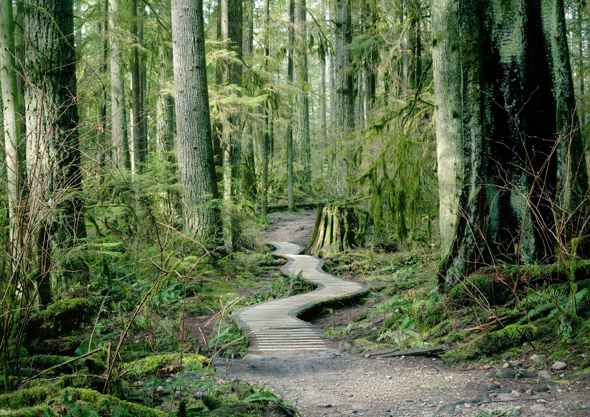 The Clear Path