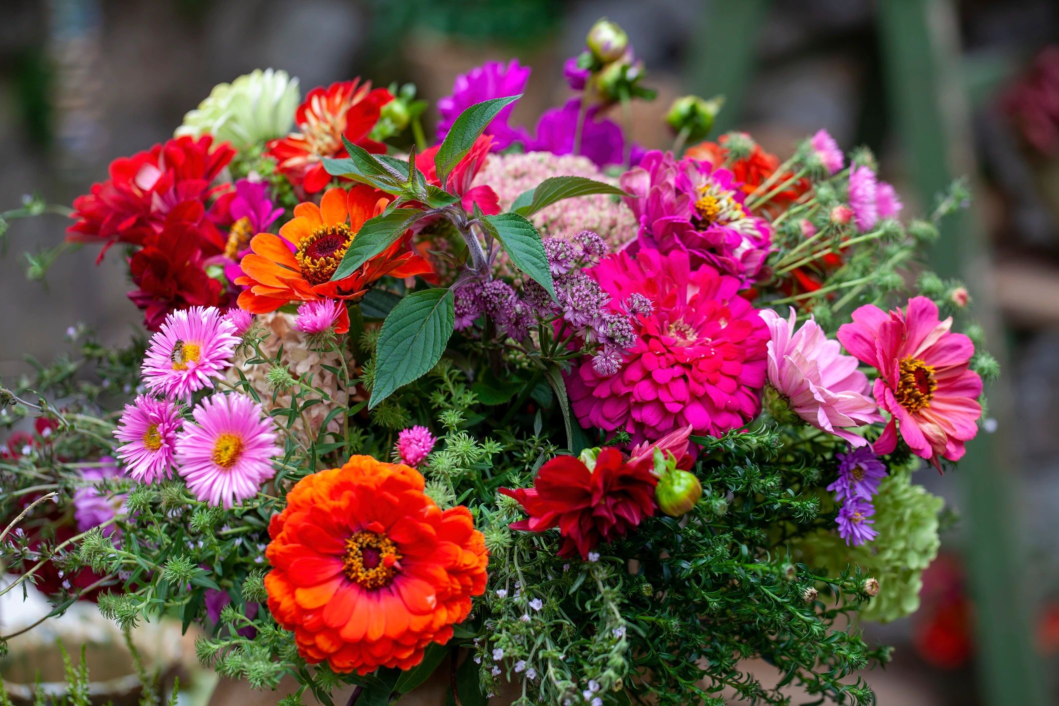 Fresh Cut Flowers for Every Occasion | Meadow Fresh Floral