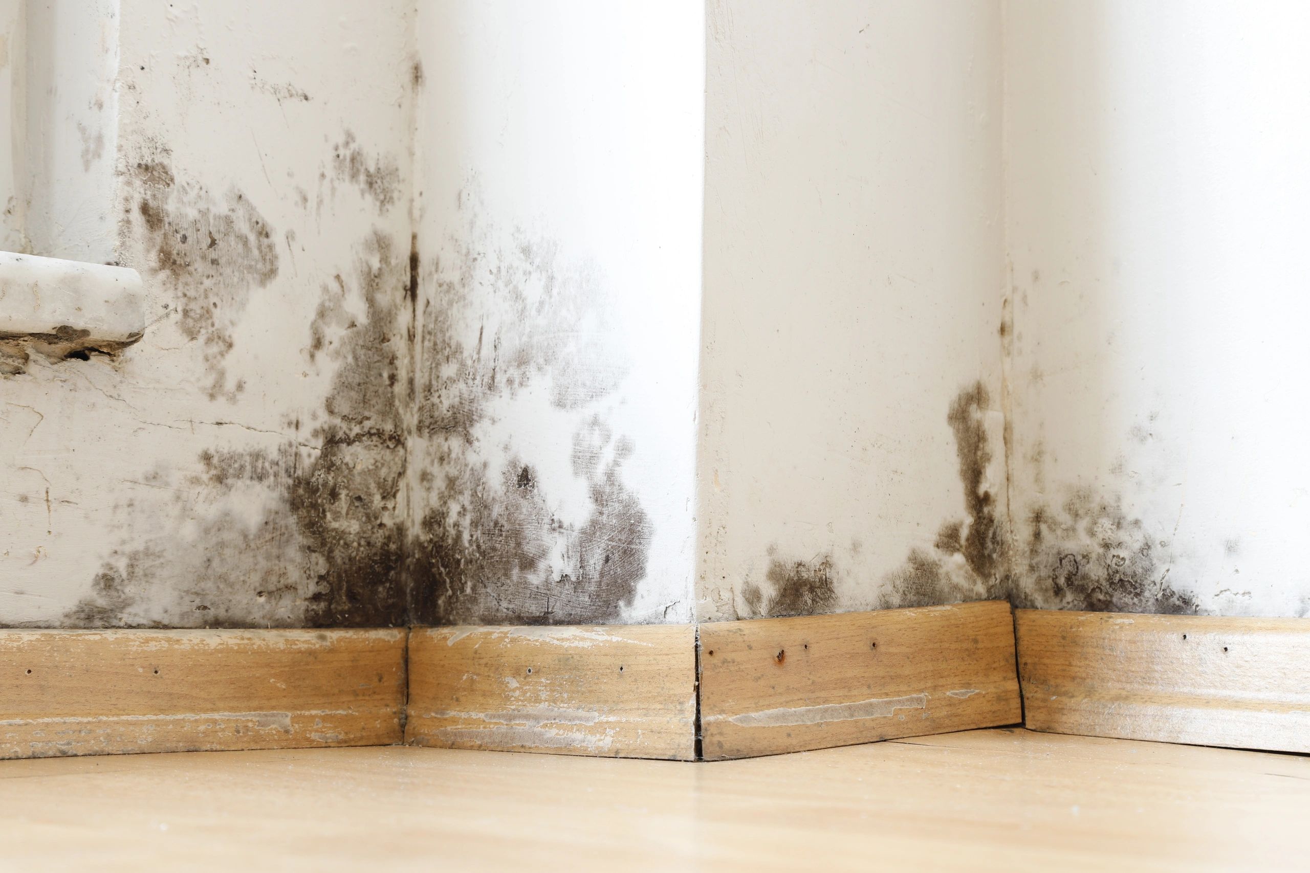 Mold and Water Restoration Experts in Florida