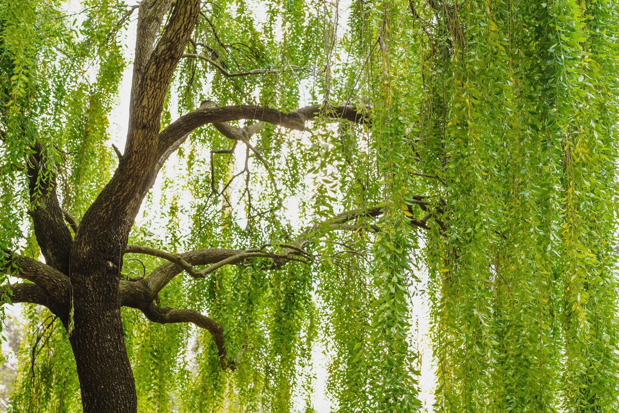 Willow Tree Event Rentals