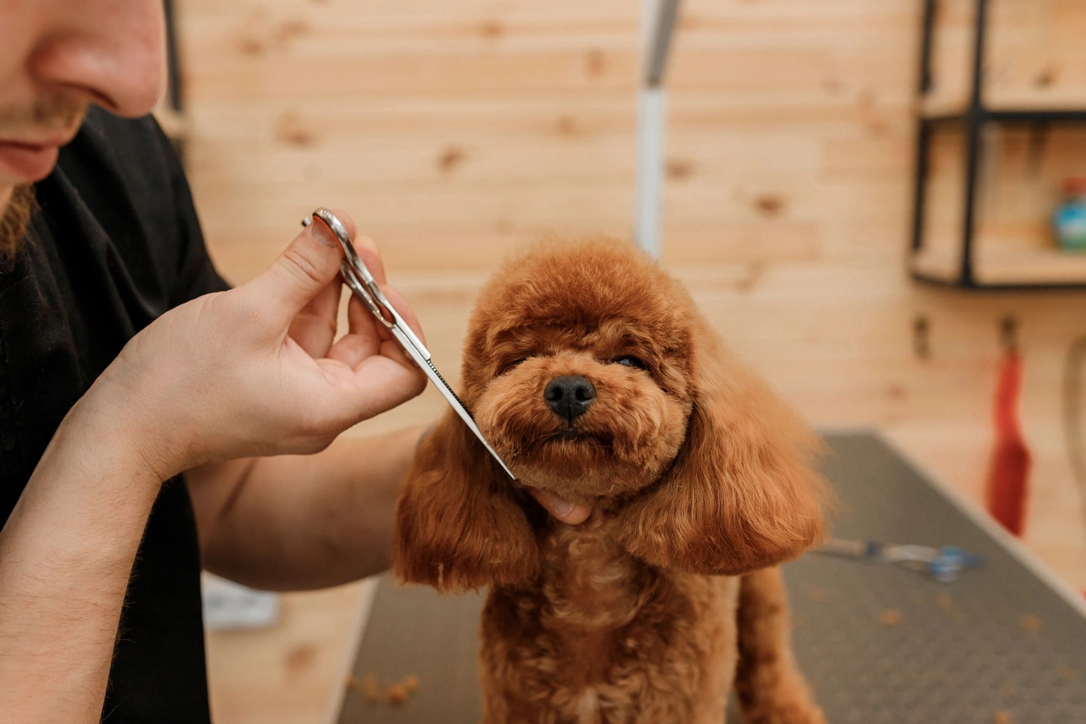 Top Pet Groomer Services for Your Beloved Pets