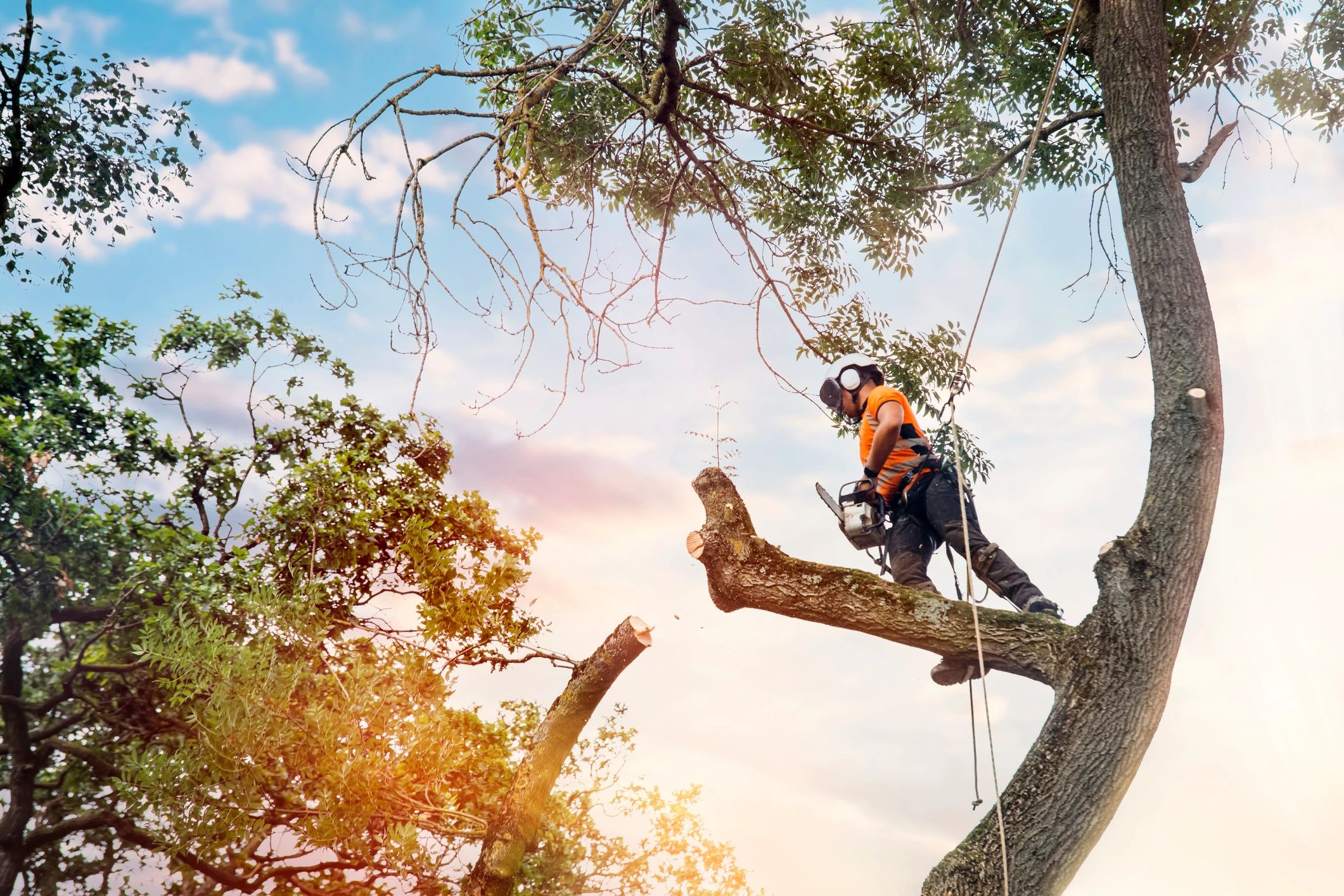 Your Trees, Our expertise! Experts in tree care!