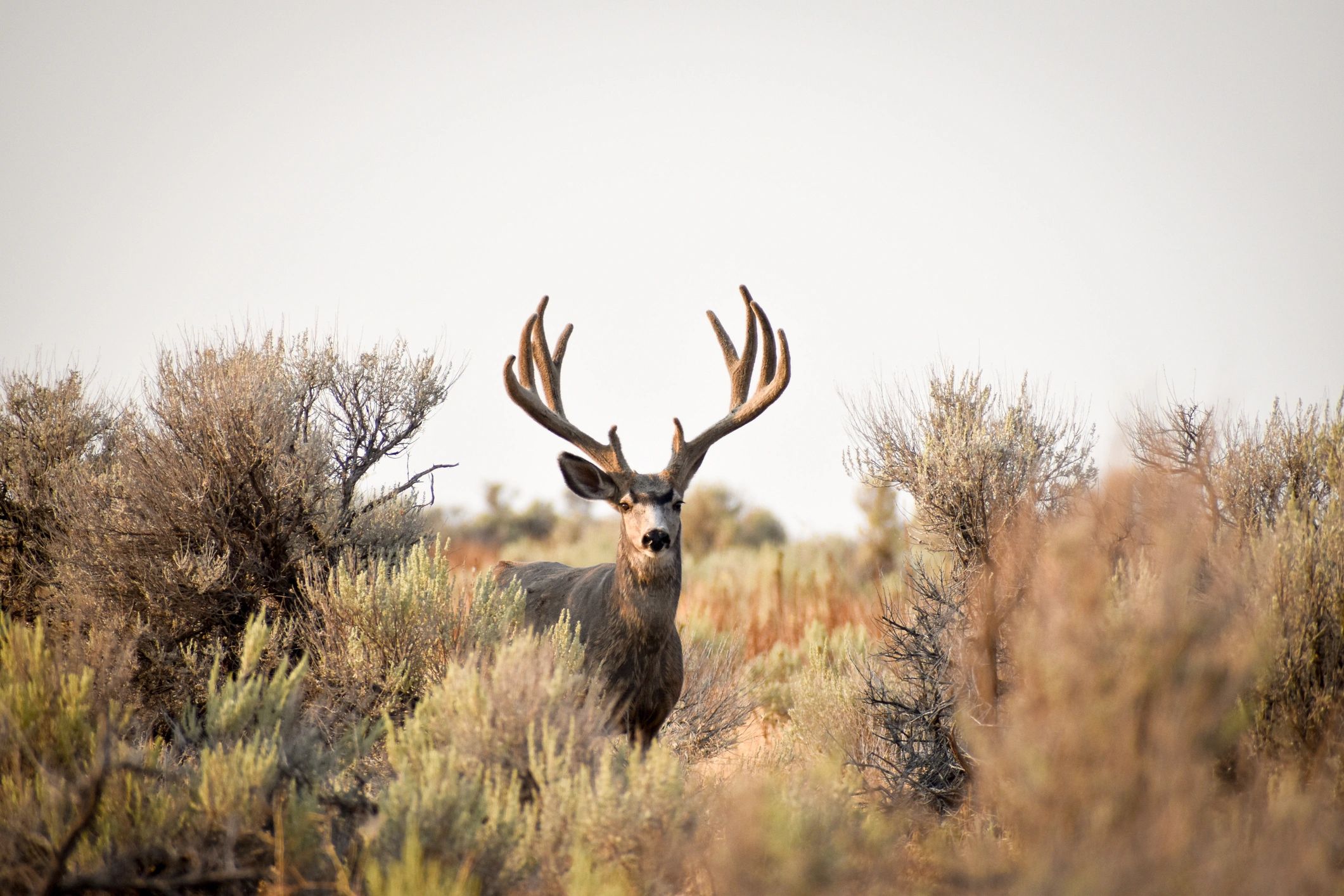 Sonora Desert Hunts | Trophy Mule Deer, Coues & Desert Bighorn Sheep ...