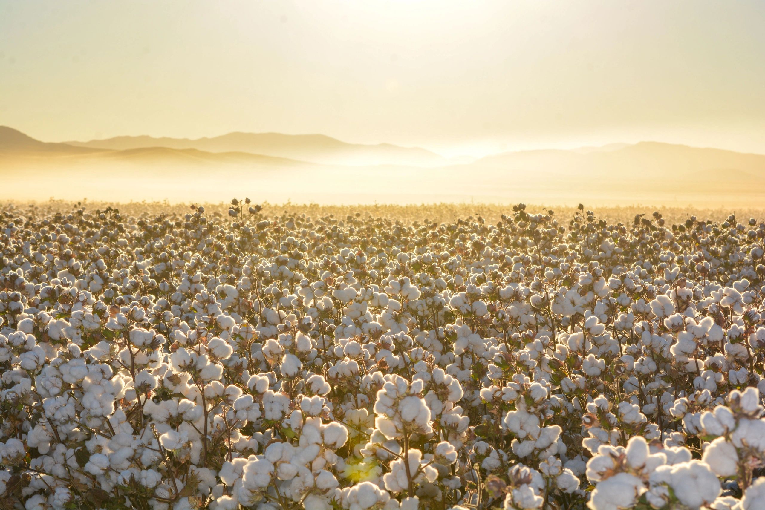 Milimo Farms