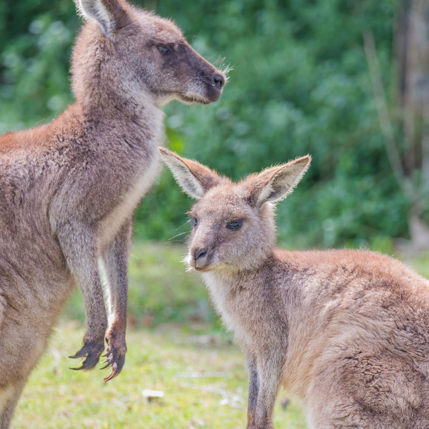 Explore Kangaroo Island Tours | Unforgettable Adventures