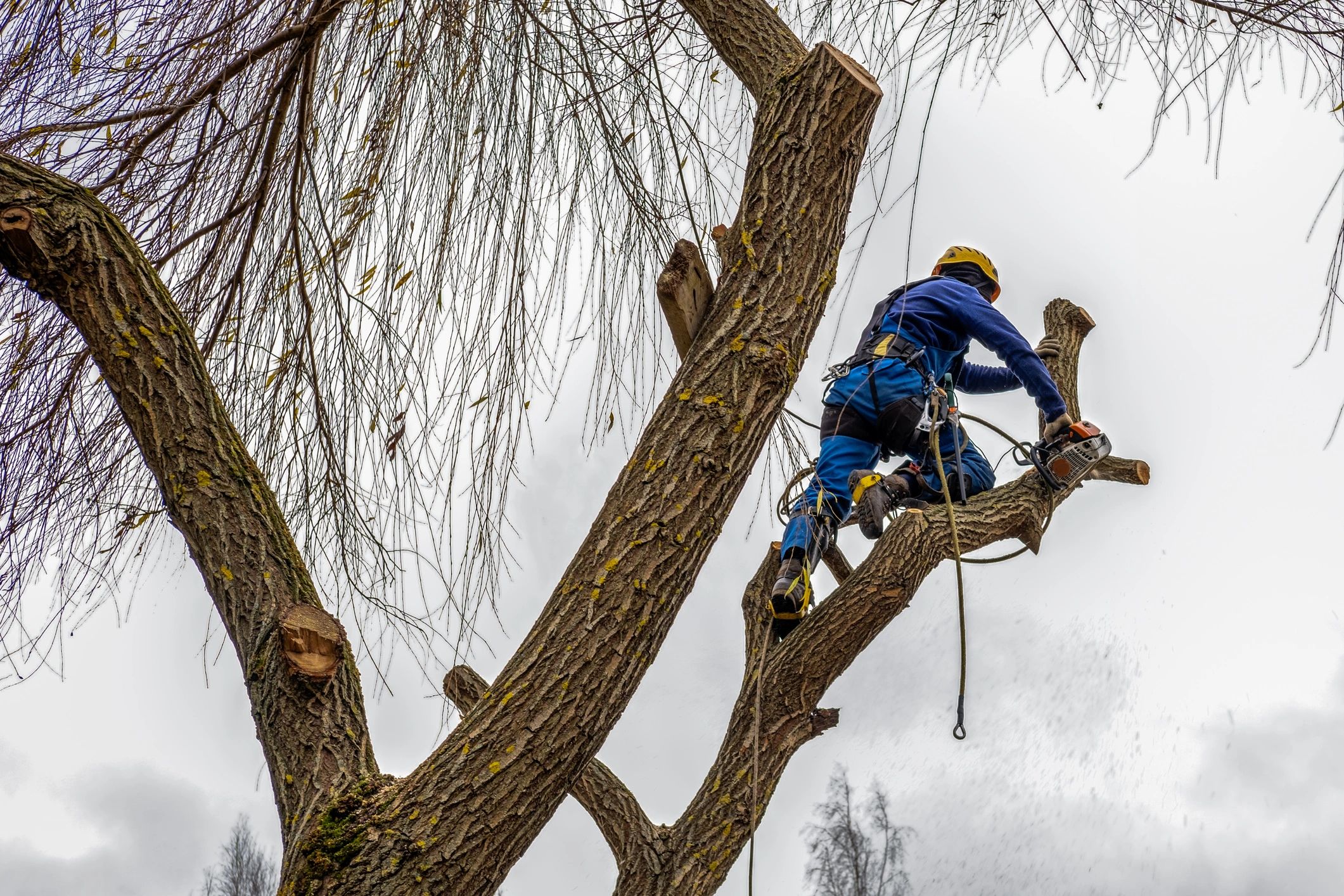 Expert Tree Removal Services | Morales Tree LLC
