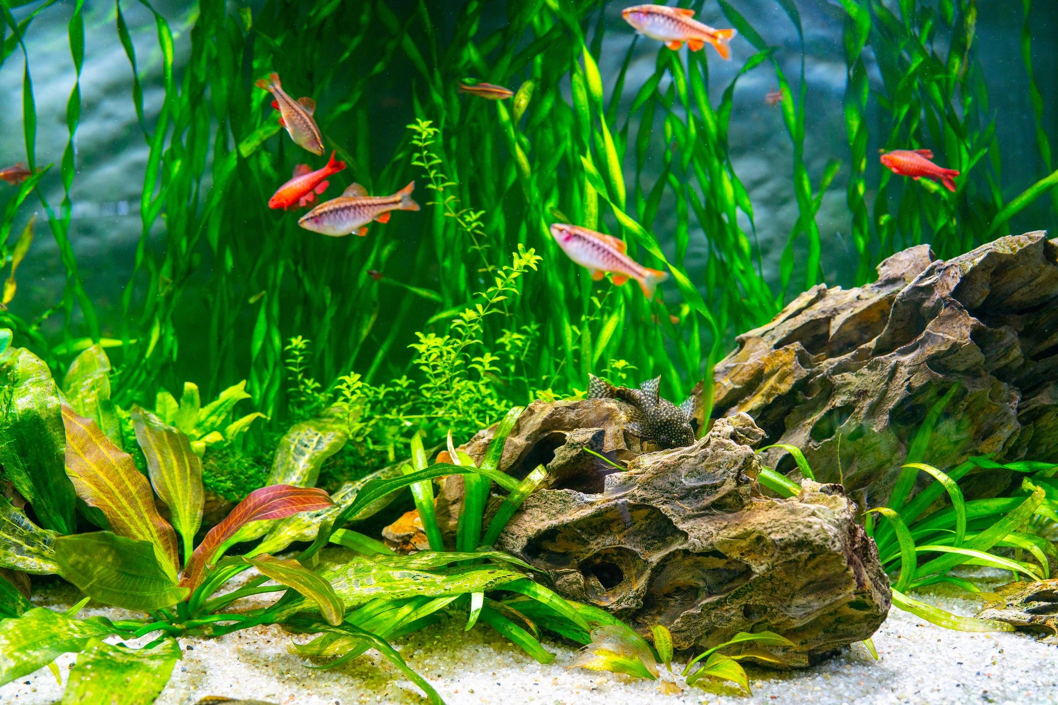 Shop Freshwater Fish Online for Your Aquarium