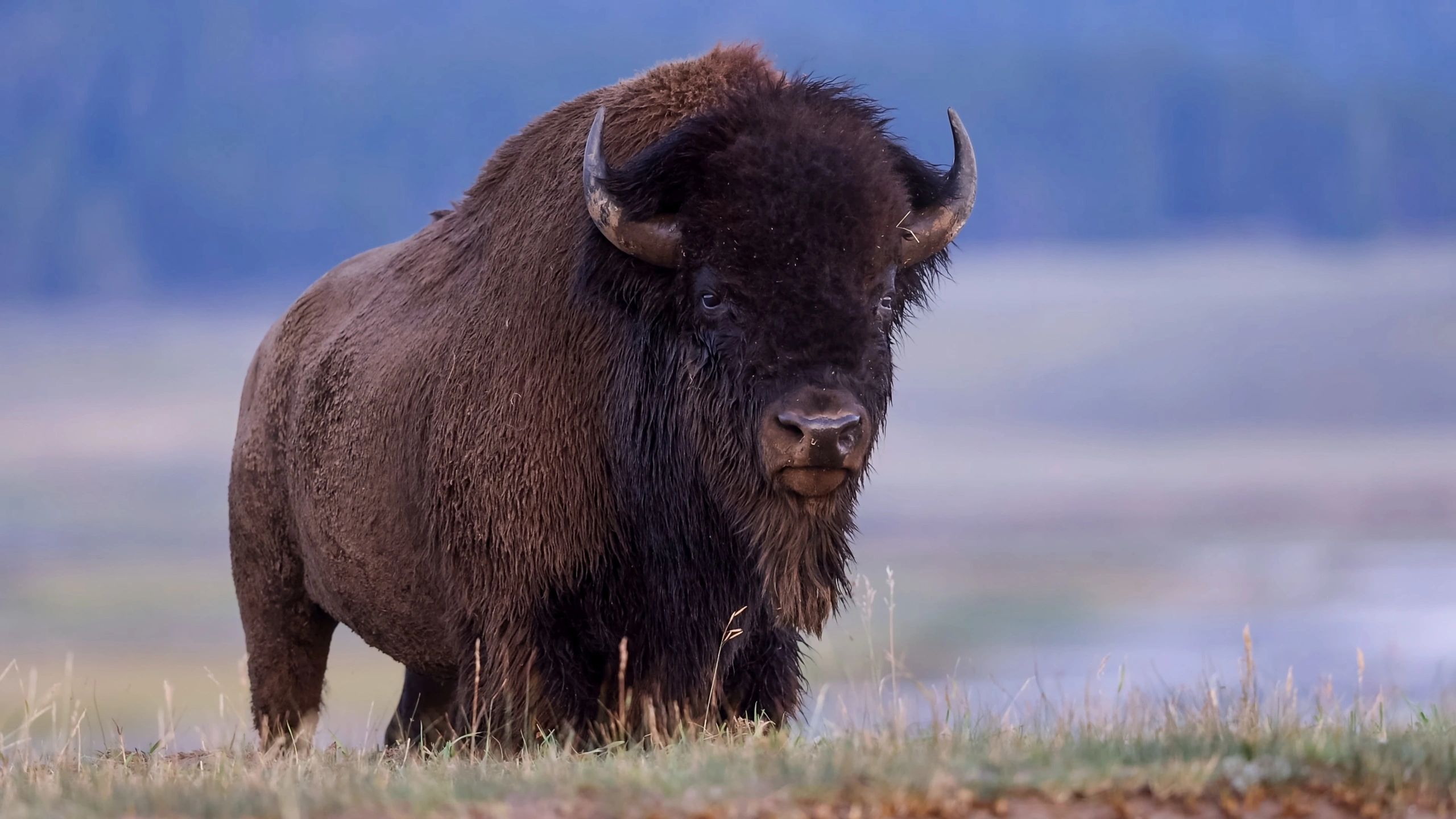 Colorado Natural Buffalo