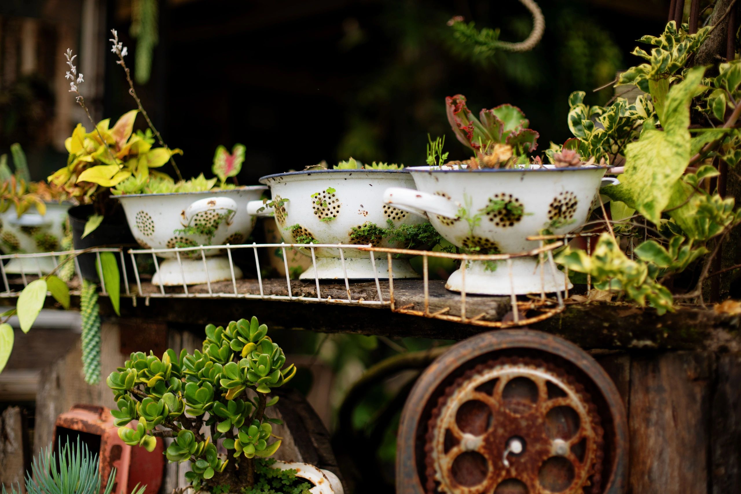 The Mad Planter Shop