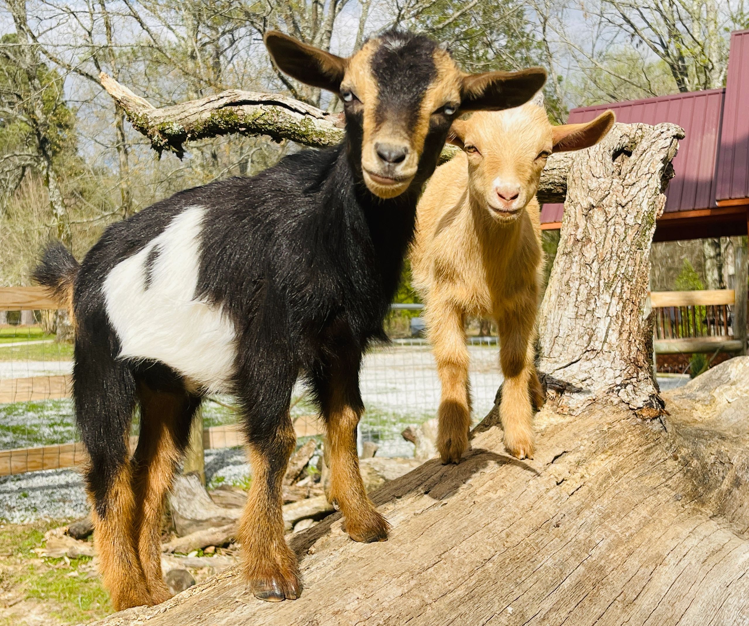 HundredFold Farm