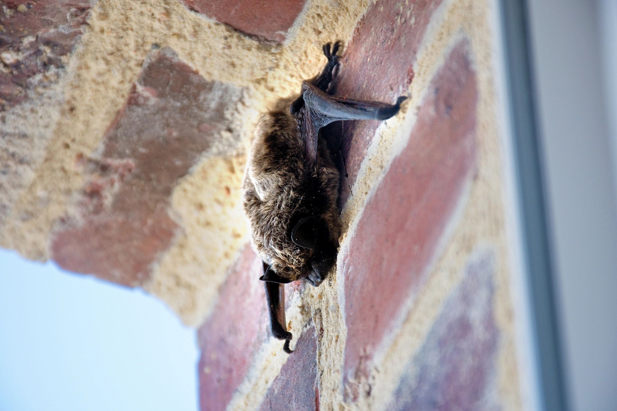 Northern Wisconsin Bat Specialists