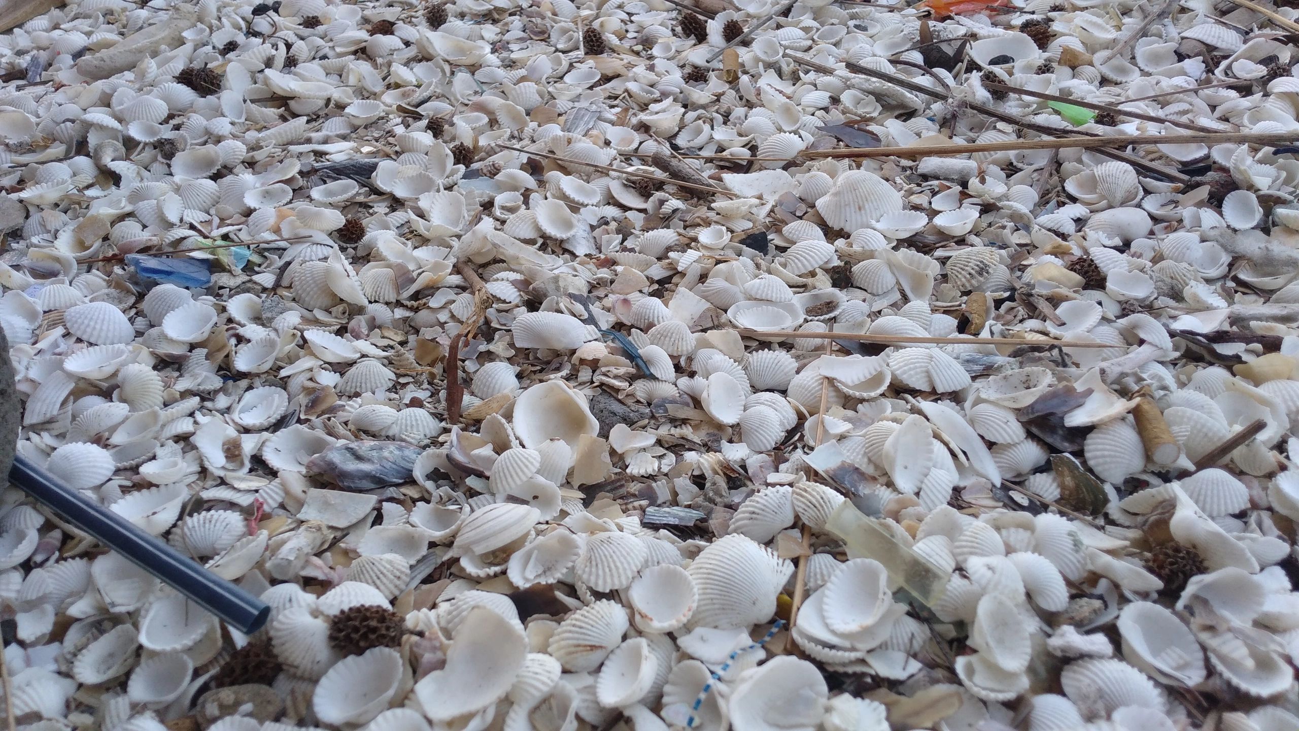 Howard's Day Old Clams