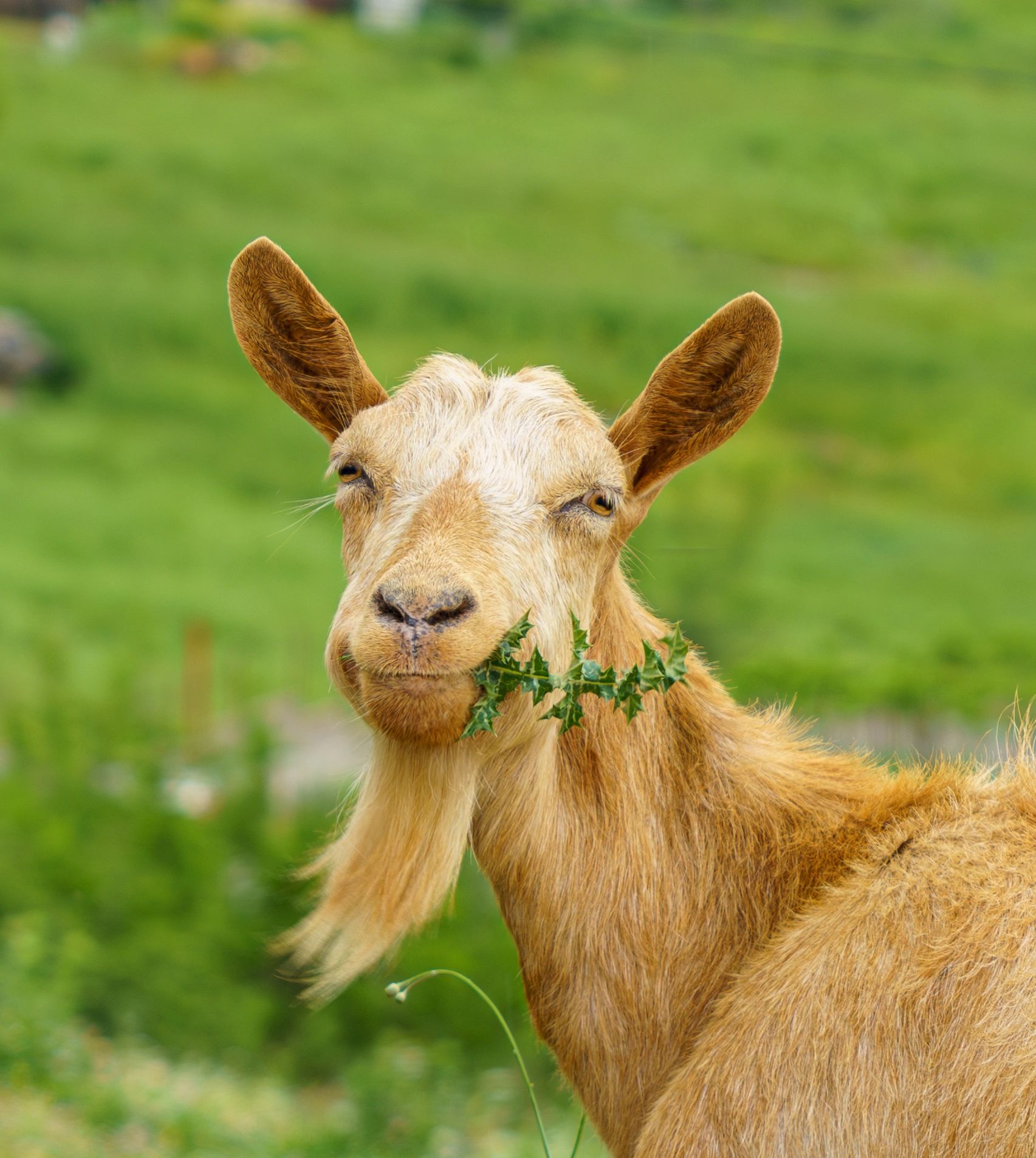 Suggestions for Calm and Comfort | The Kozy Goat