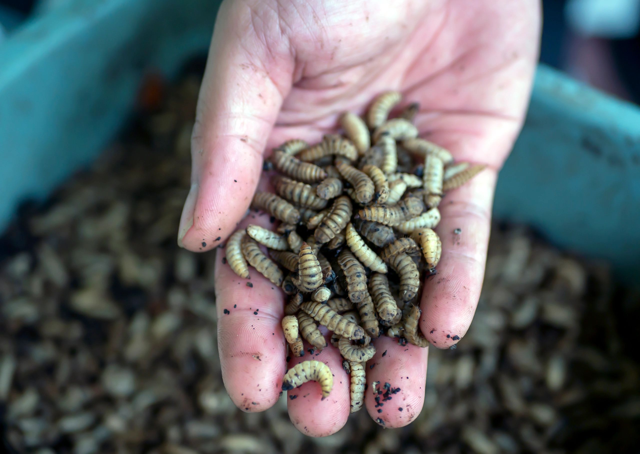 Black Soldier Fly Collective Asia (BSFCA)