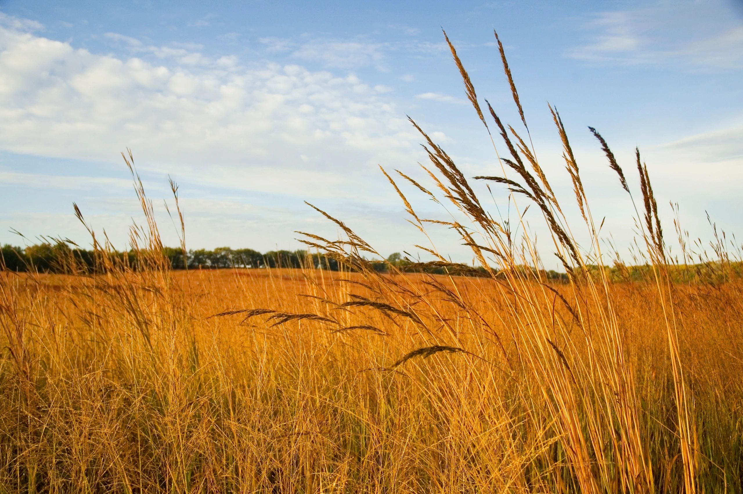 Prairie Seed Farms - Quality Native Seeds for Conservation