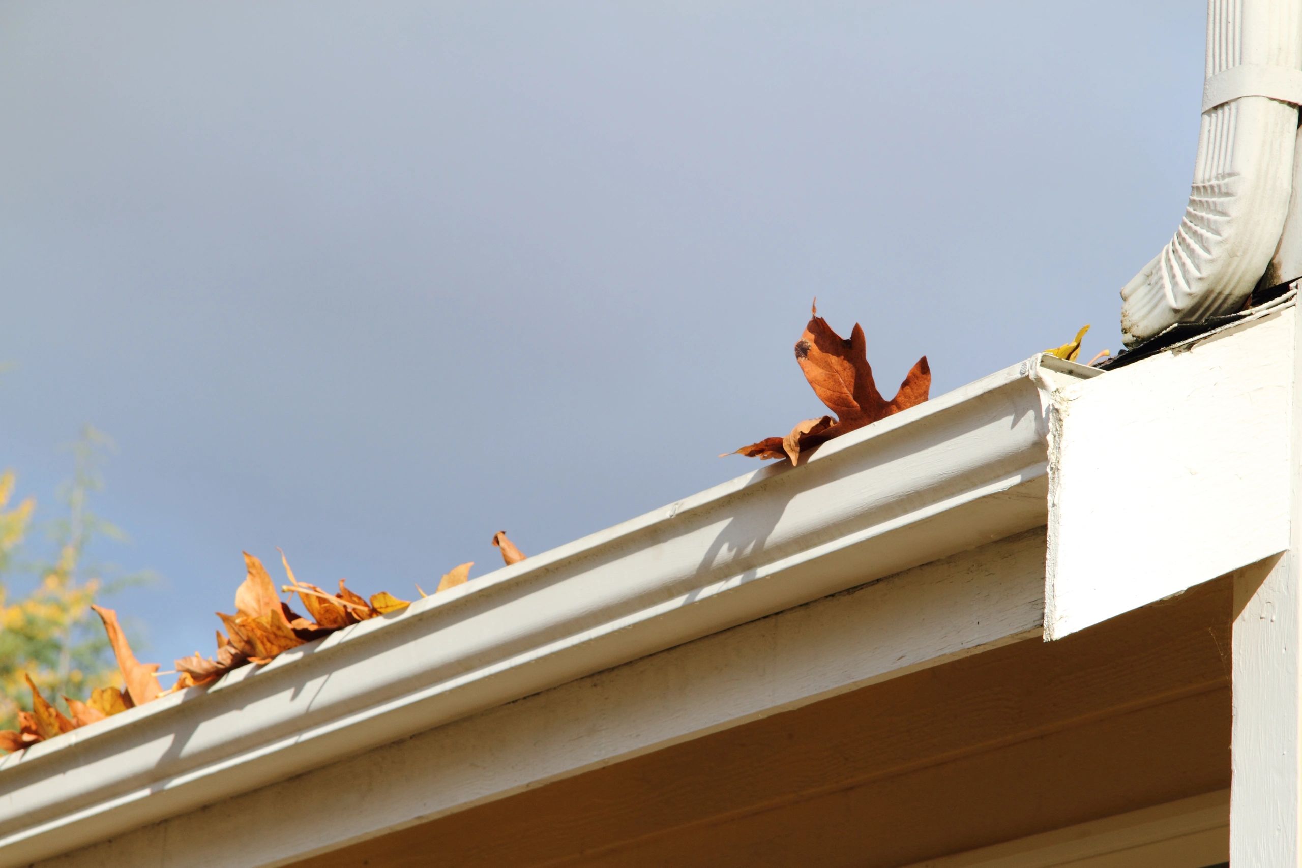 Expert Gutter Cleaning & Moss Removal Services