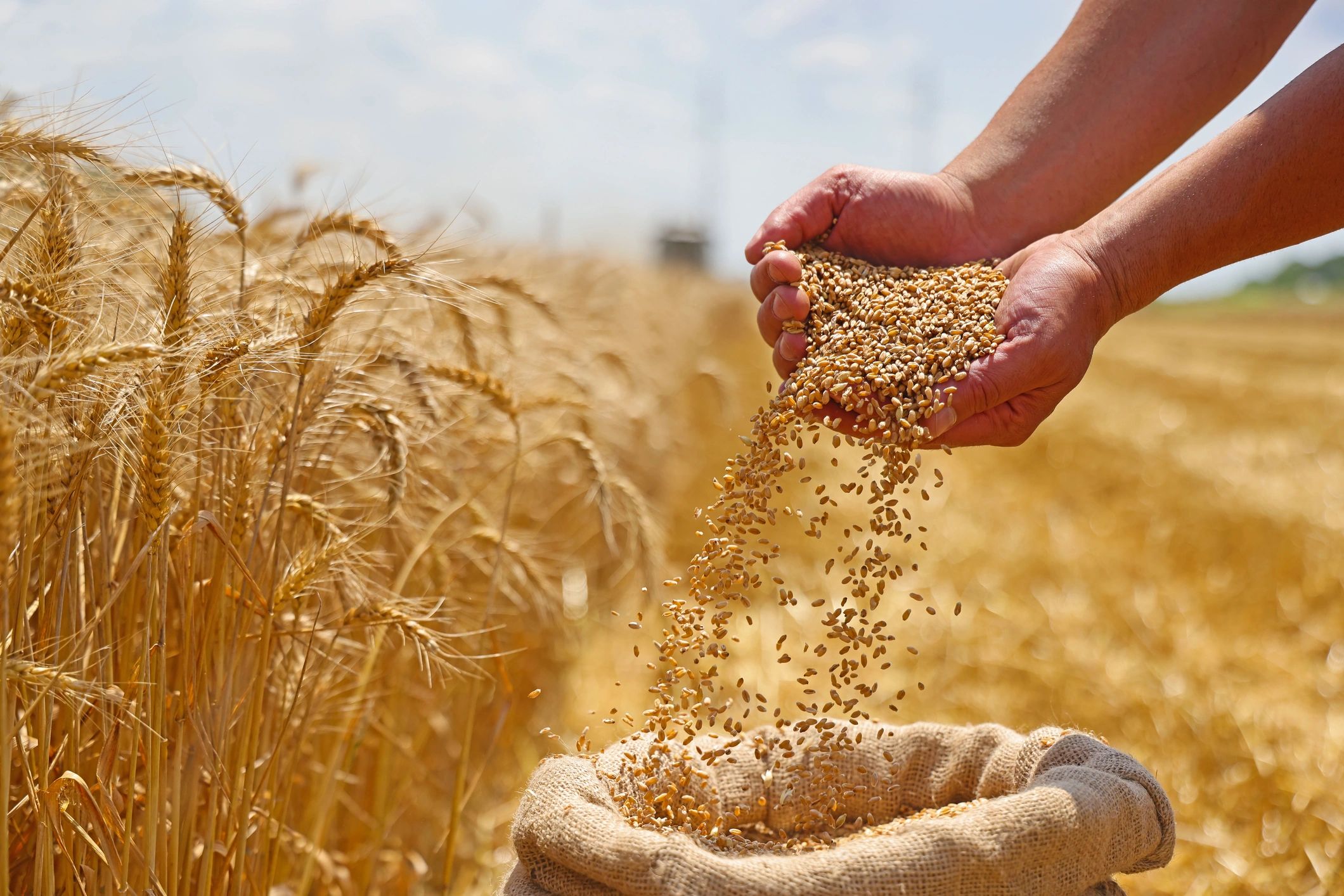 Flour Formulation