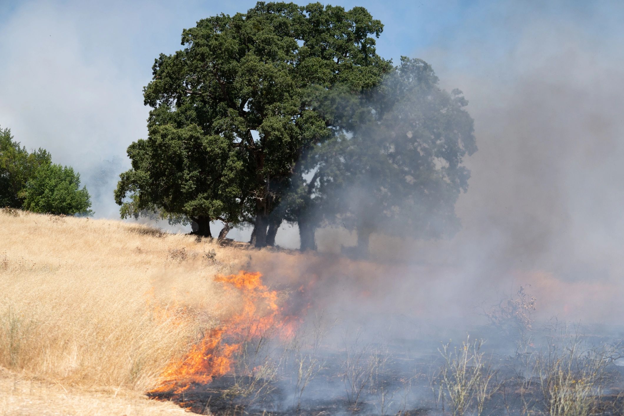 Home [wildfireresilientlandscapes.org]