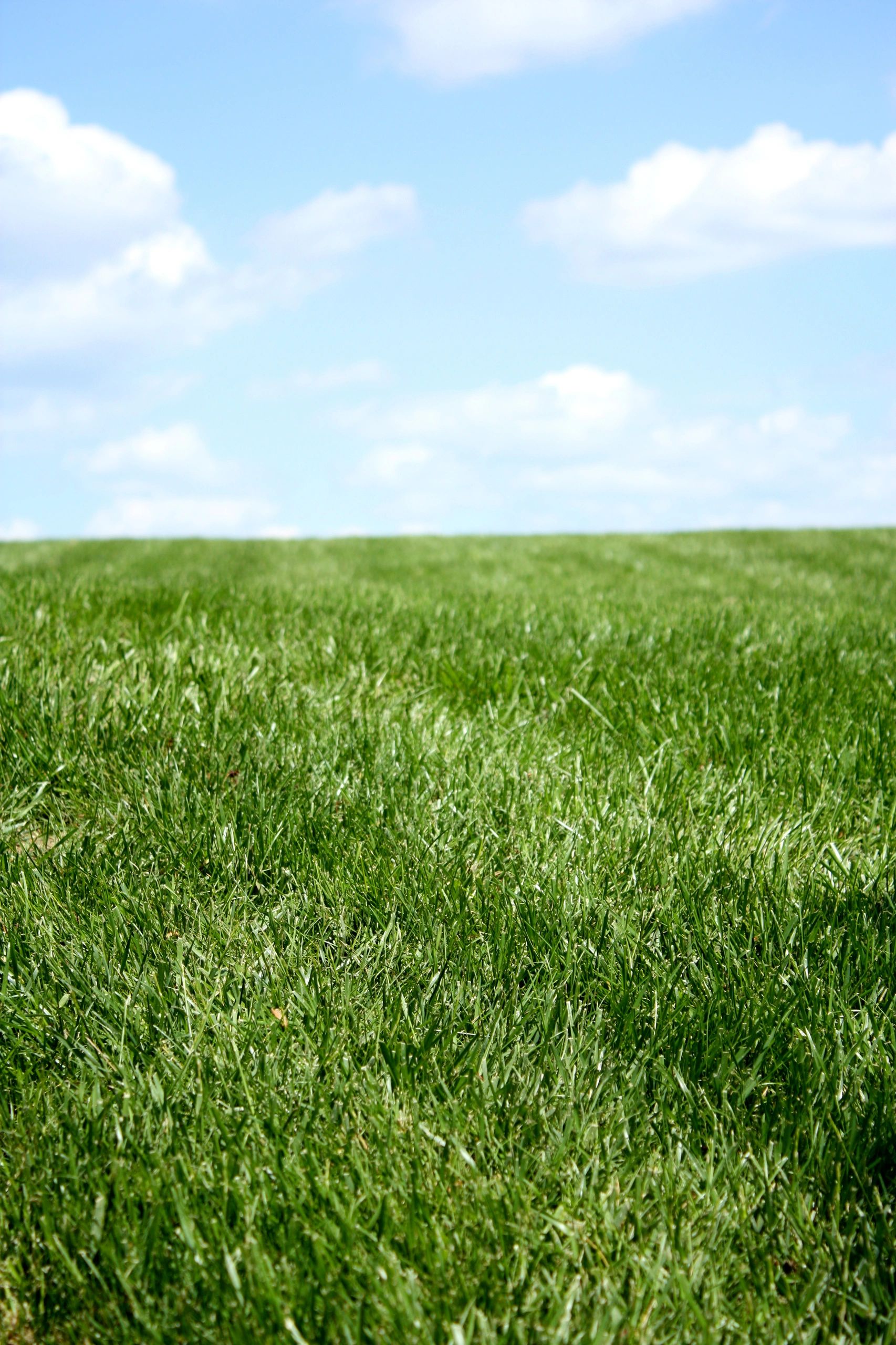 River Region Turf Farm