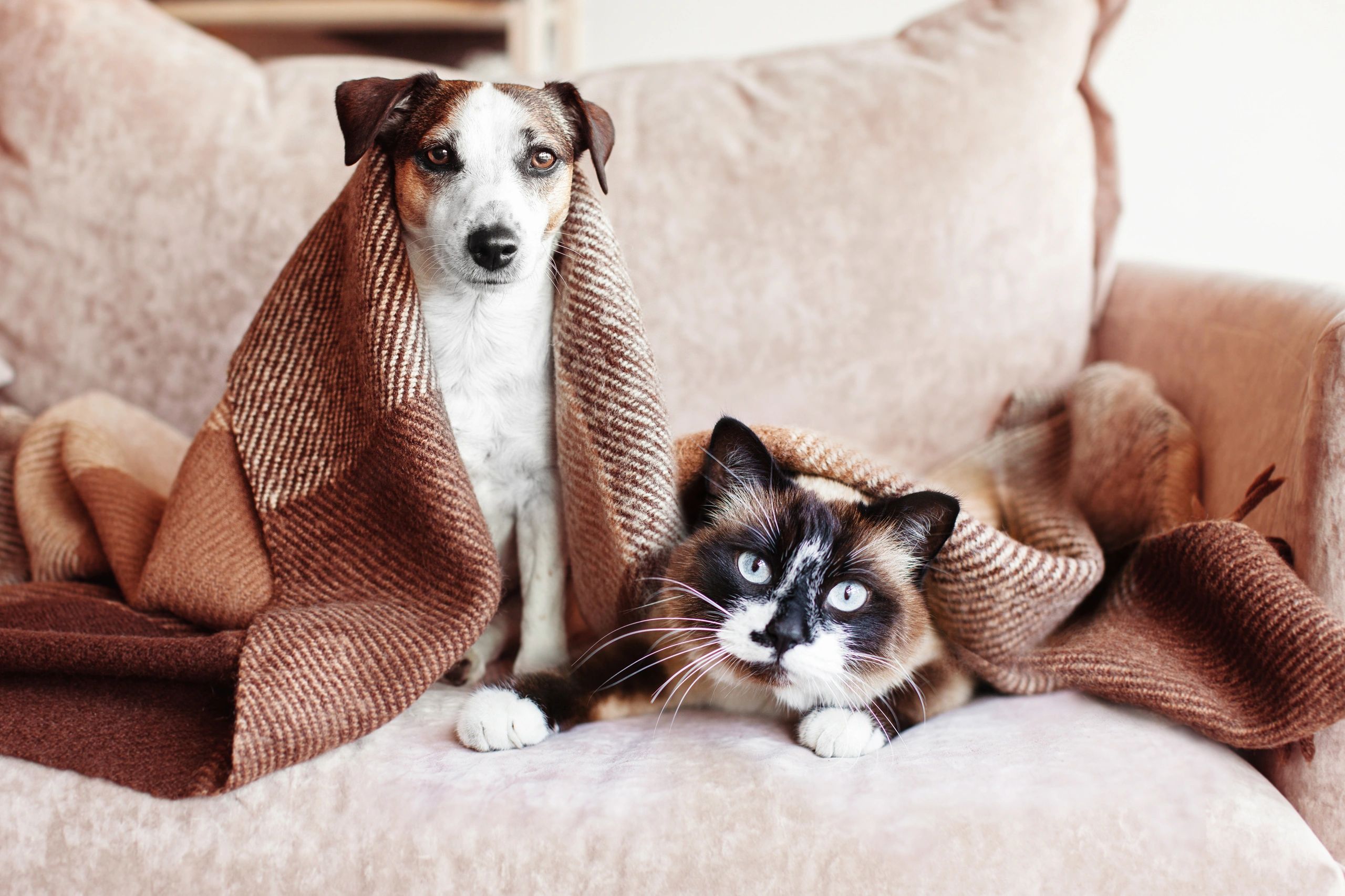 Rescues/Shelters