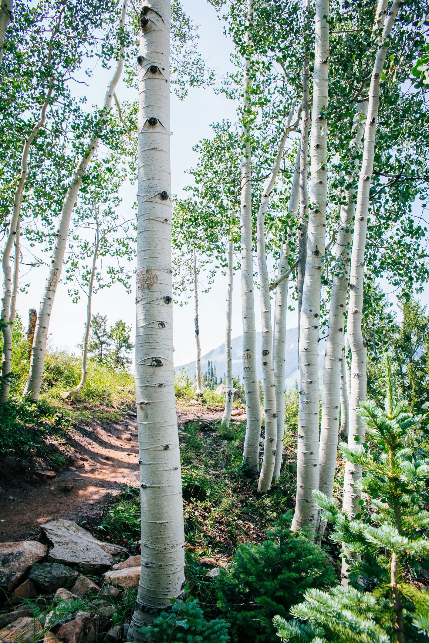 Simply Aspen Management