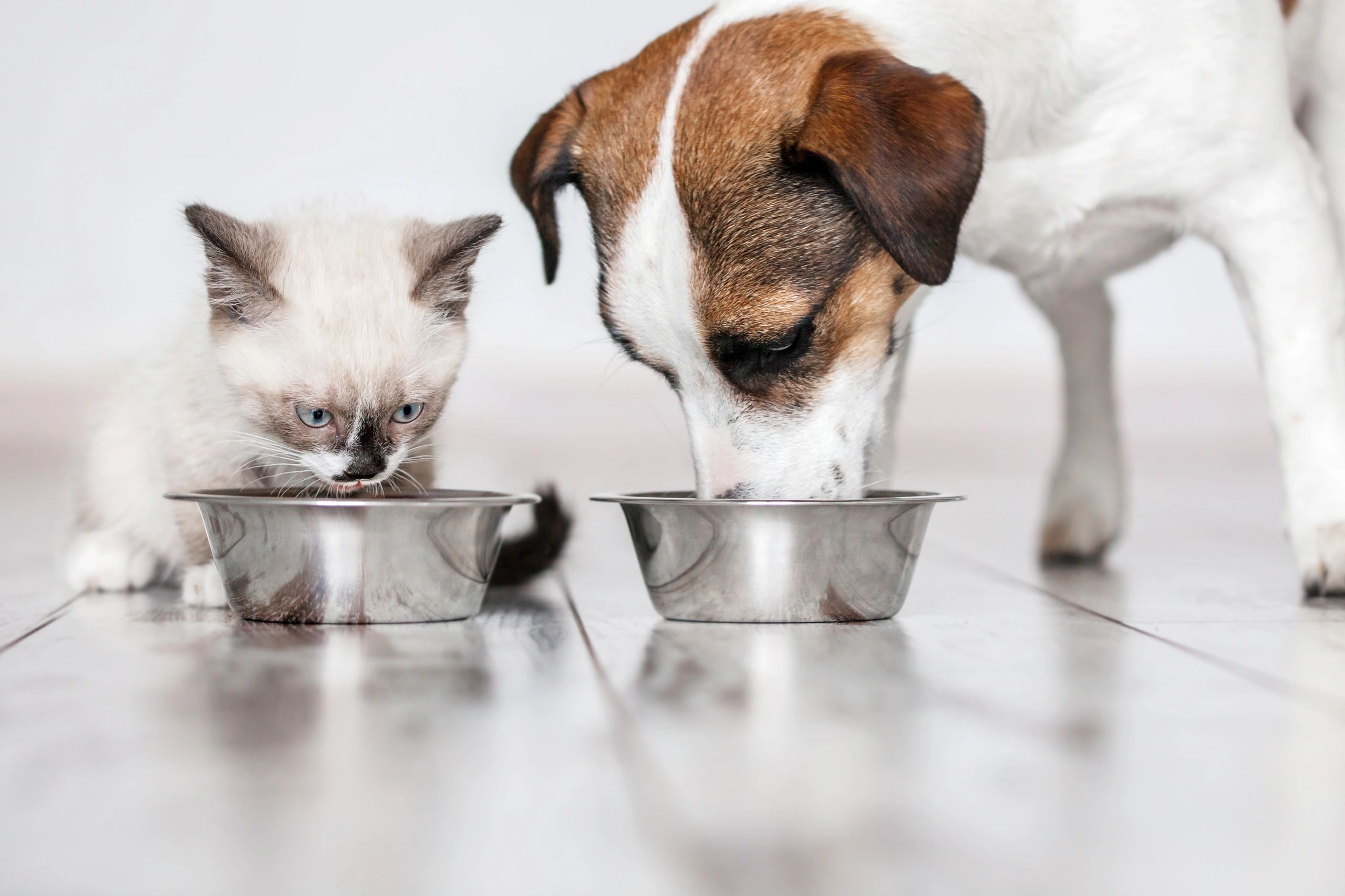 Nourish Paws