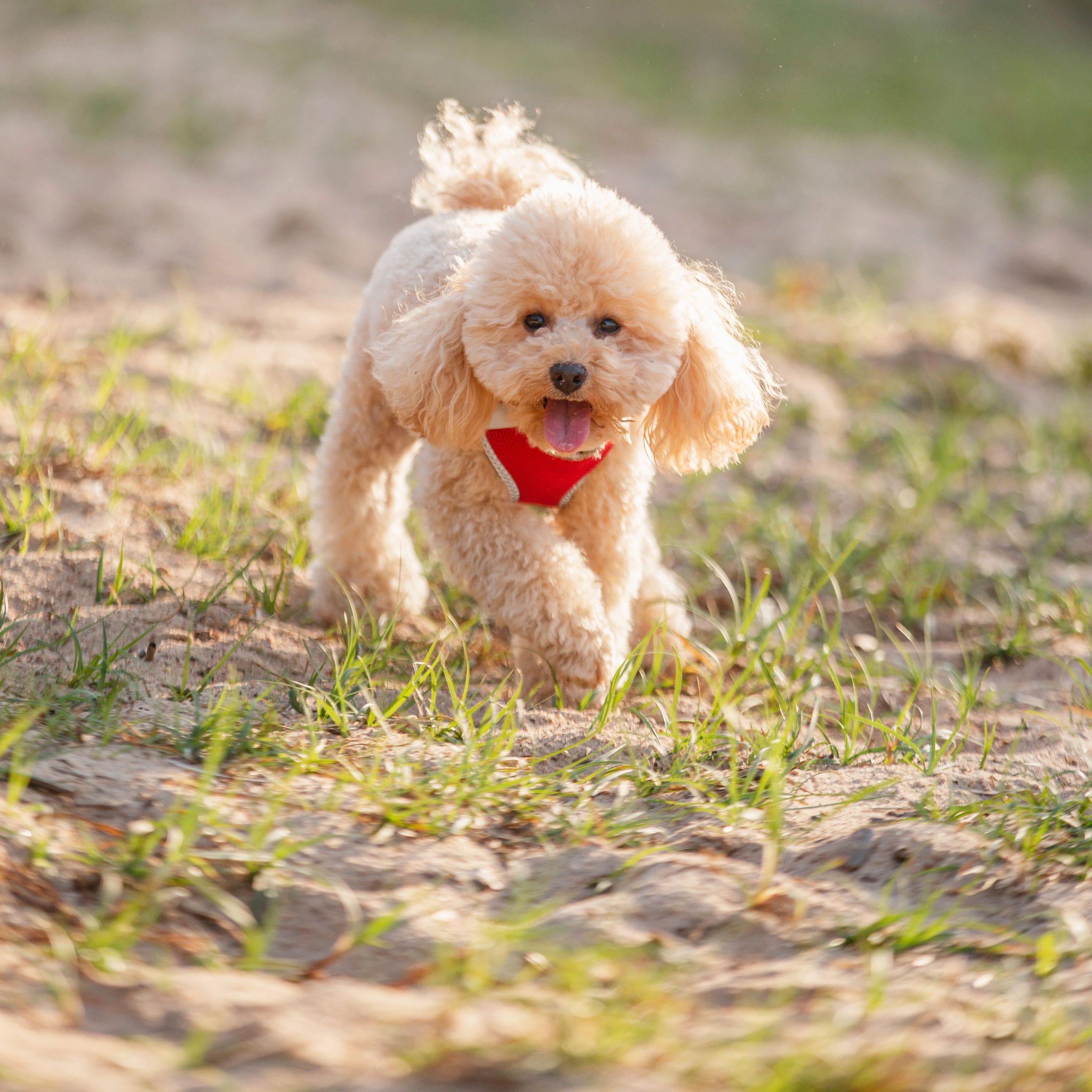 Mini Golden Doodle and Cavapoo Puppies in Harker Heights, TX