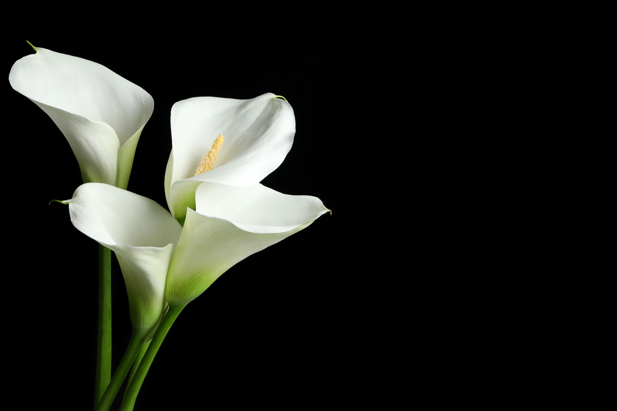LaxmiFlowers