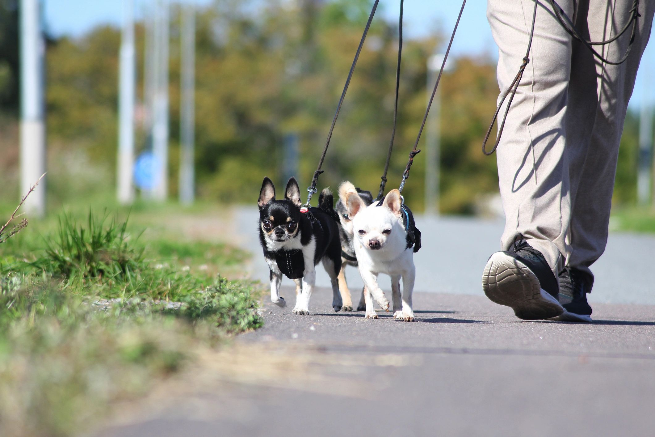 Canine Walk Talk