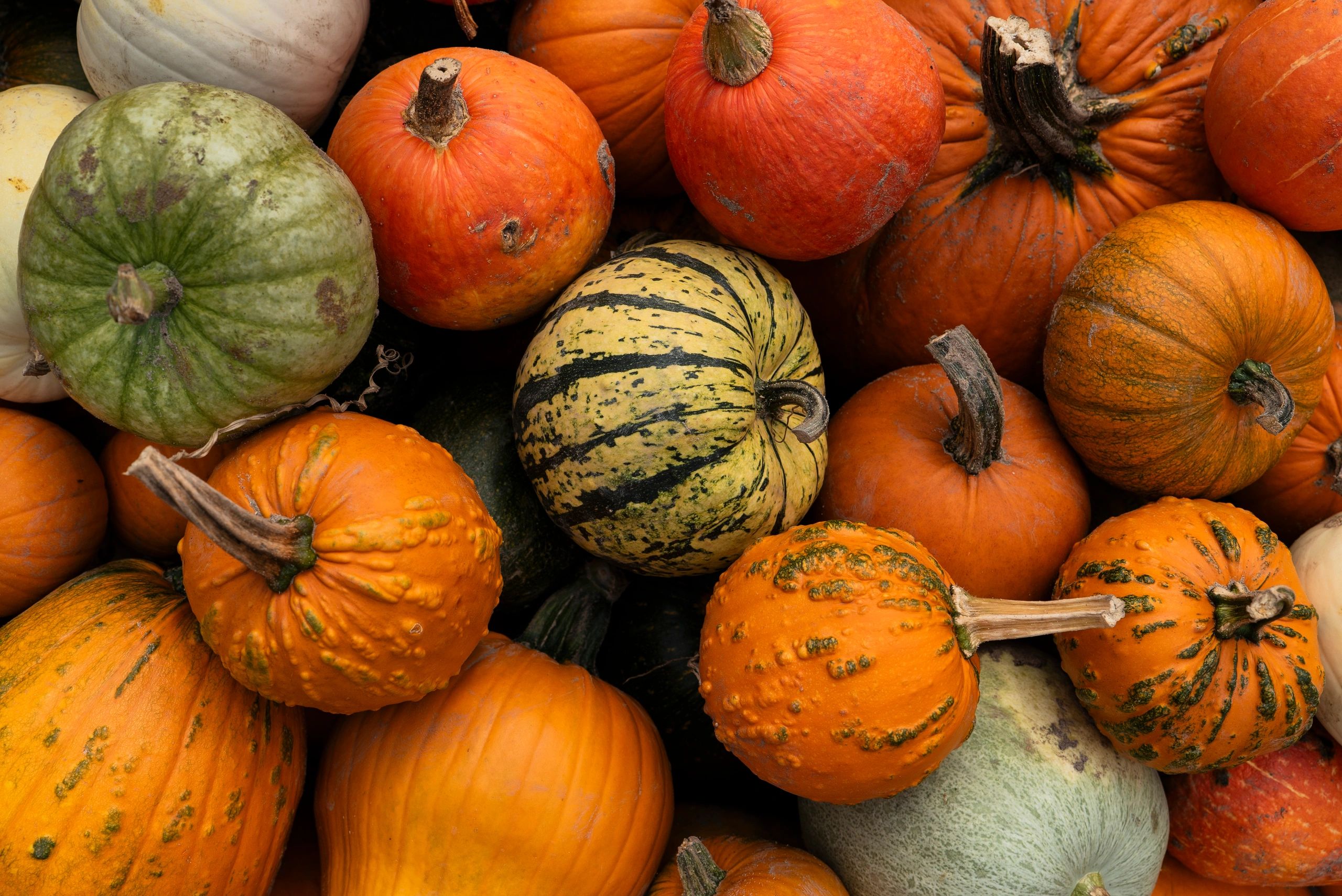Premium Decorative Pumpkin Designs in AZ for Your Fall Decor