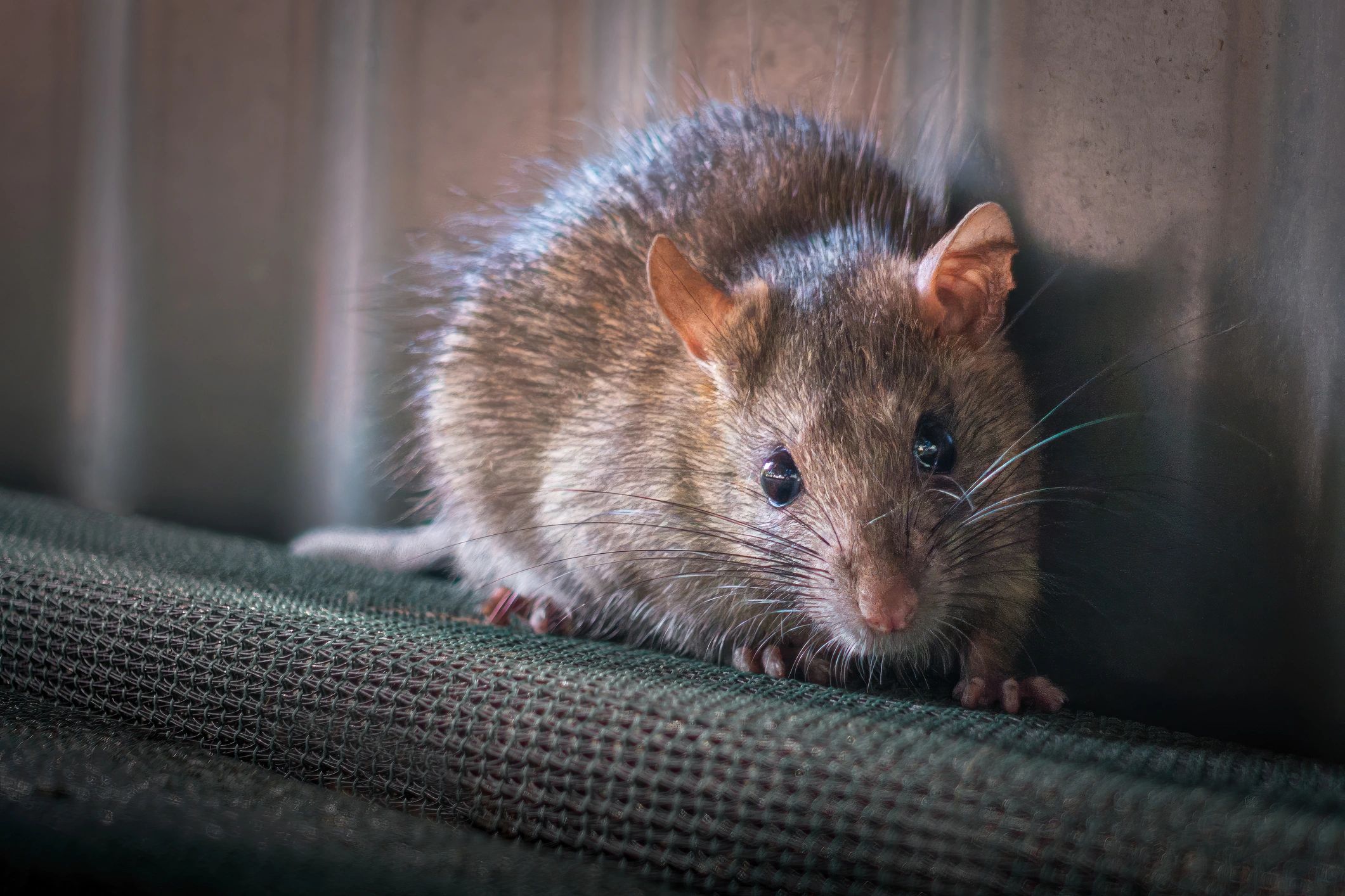 Home - Rodent Control Services - CSRCC