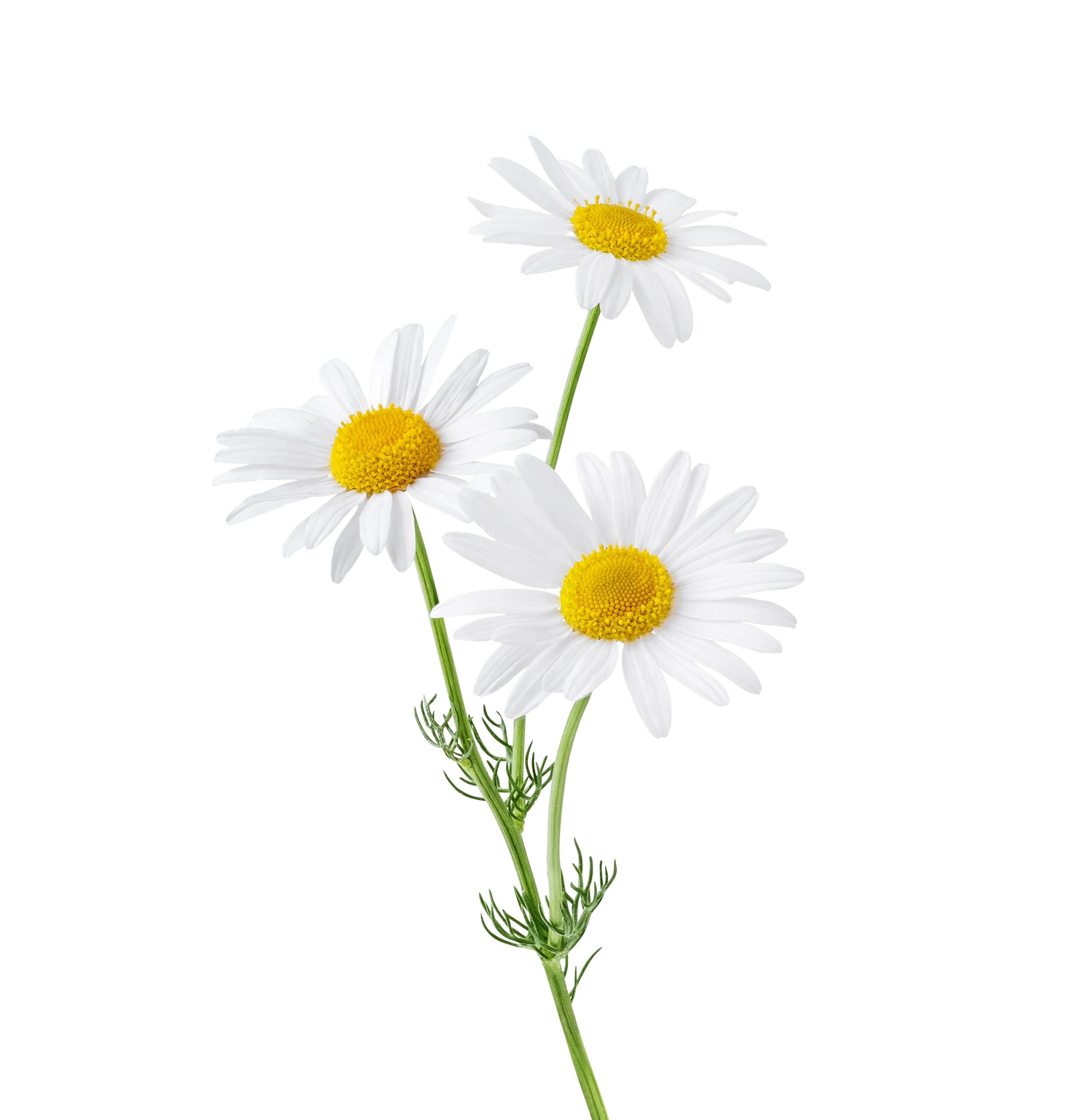 M&D FLOWERS - Flower, Florist, Flower Delivery