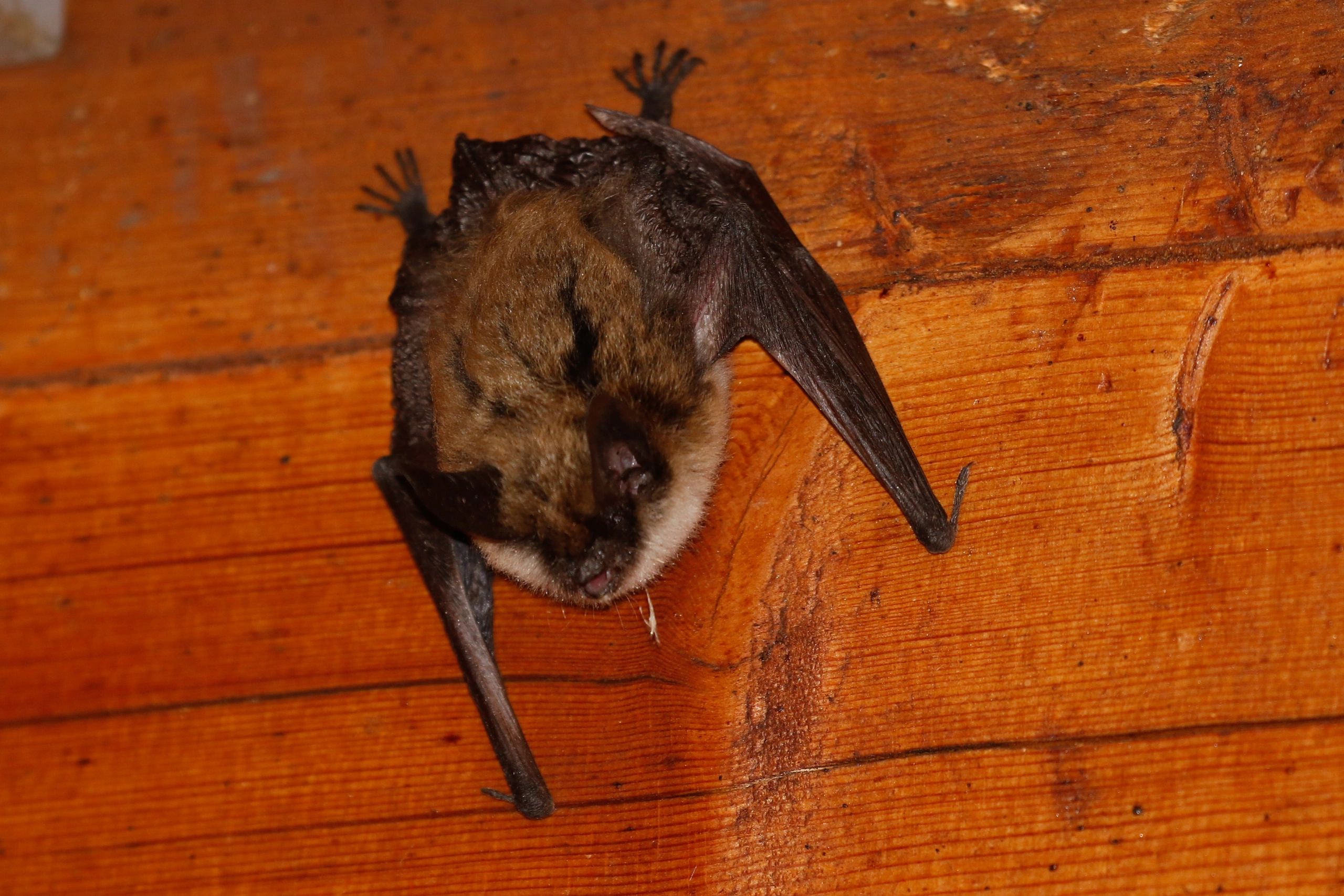 Expert Bat Removal Services for Your Home